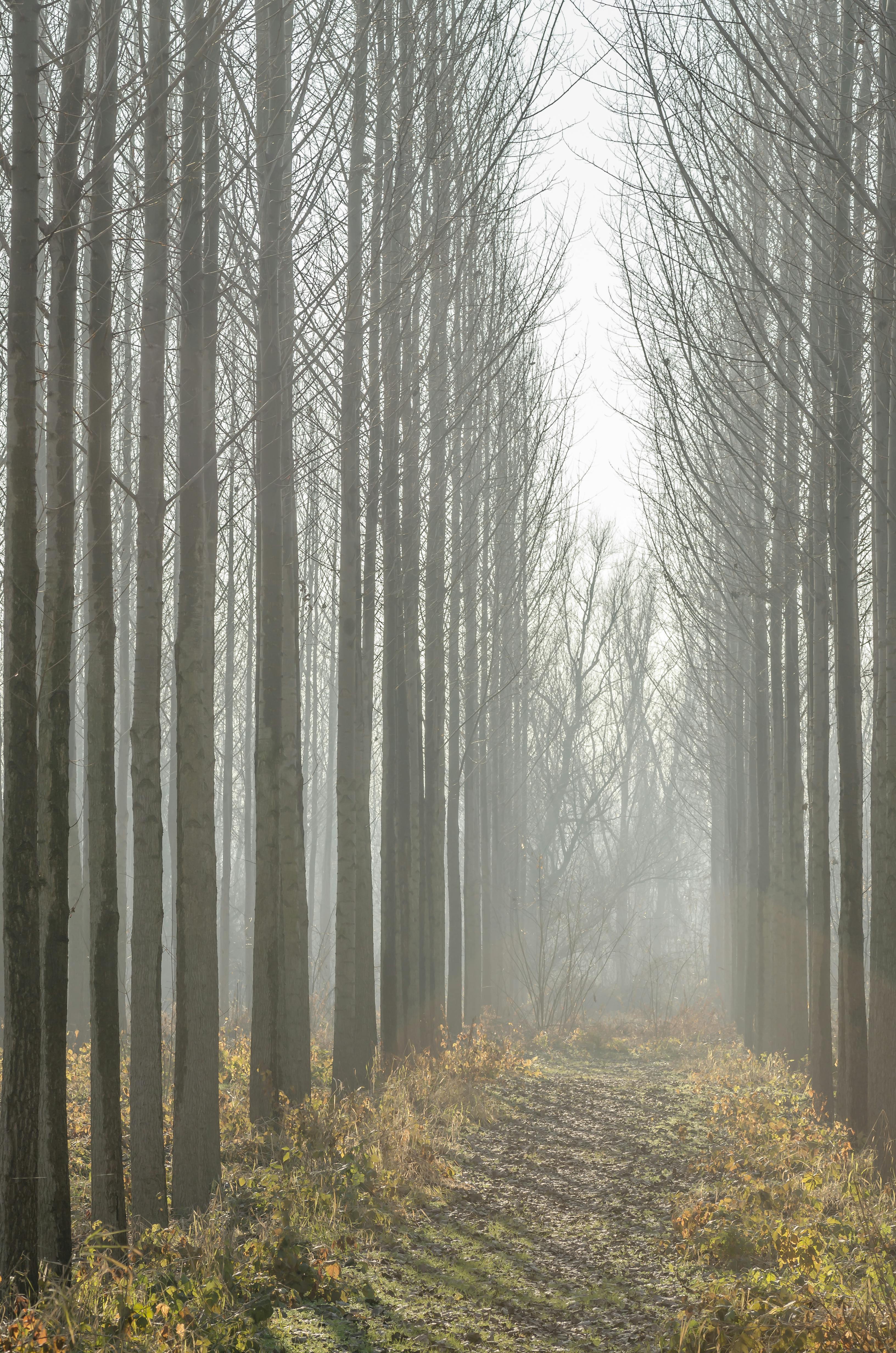 Bare Trees in Forest · Free Stock Photo