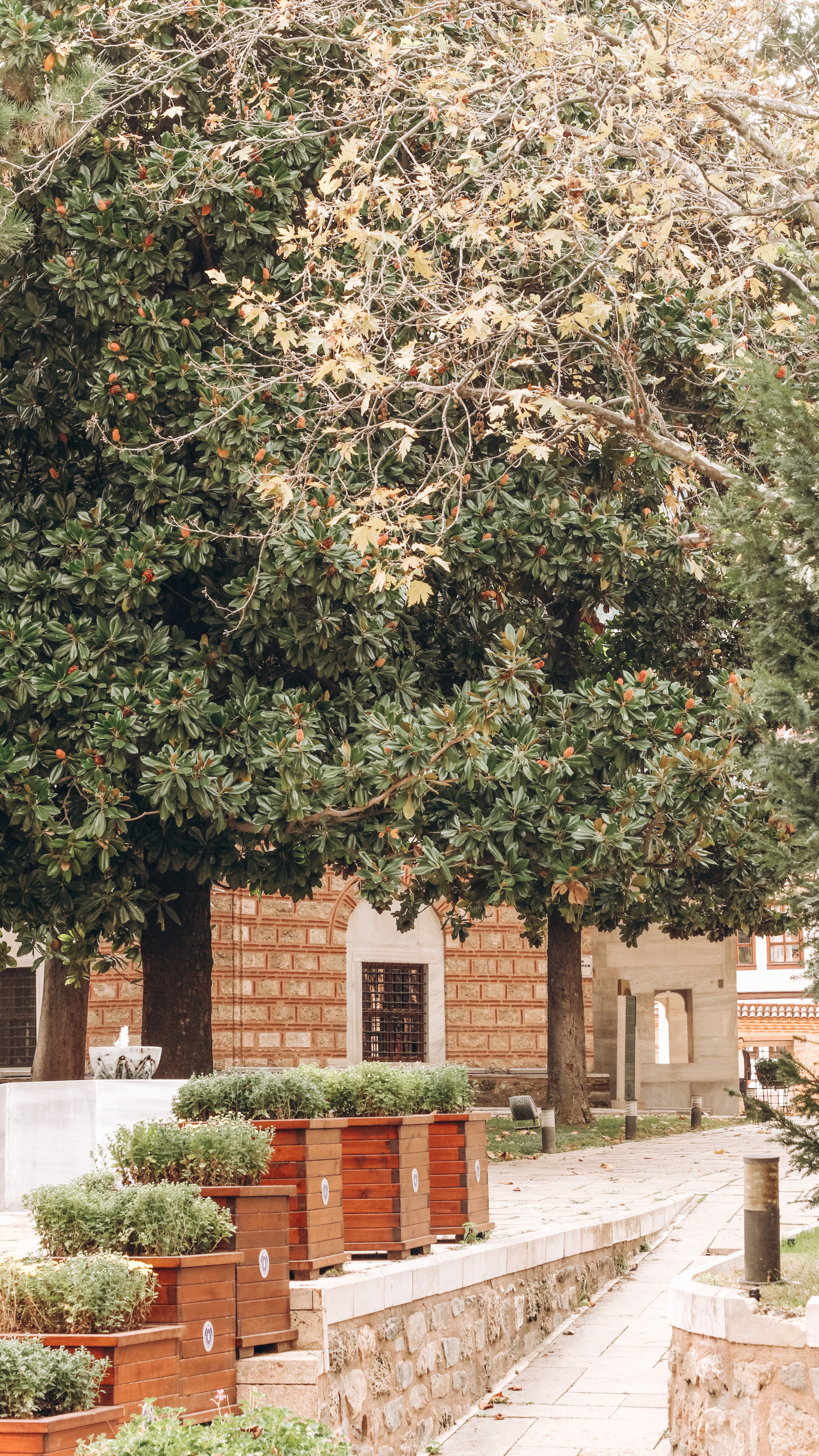 Trees by the Sidewalk · Free Stock Photo