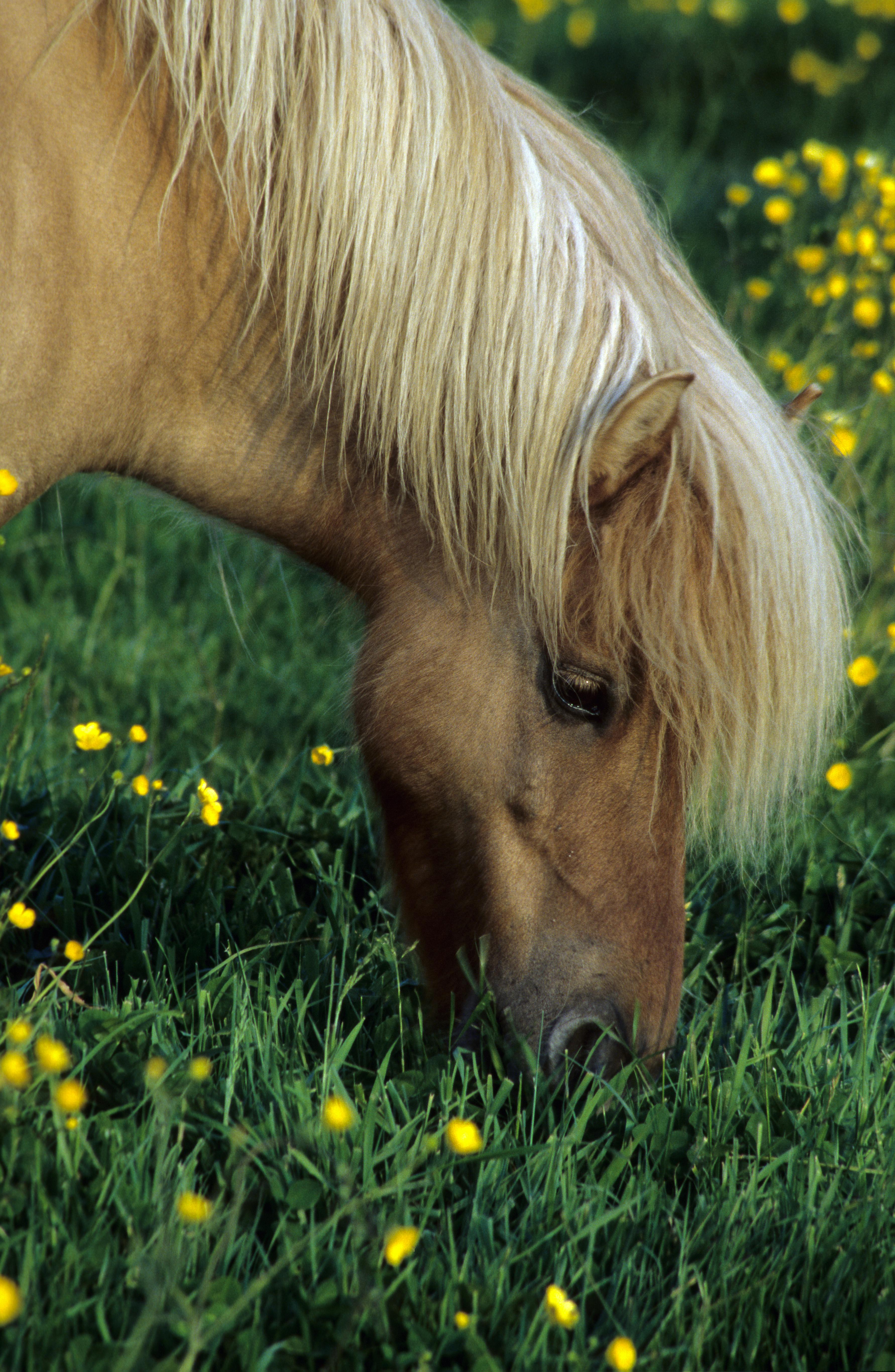 Beautiful Brown Horses