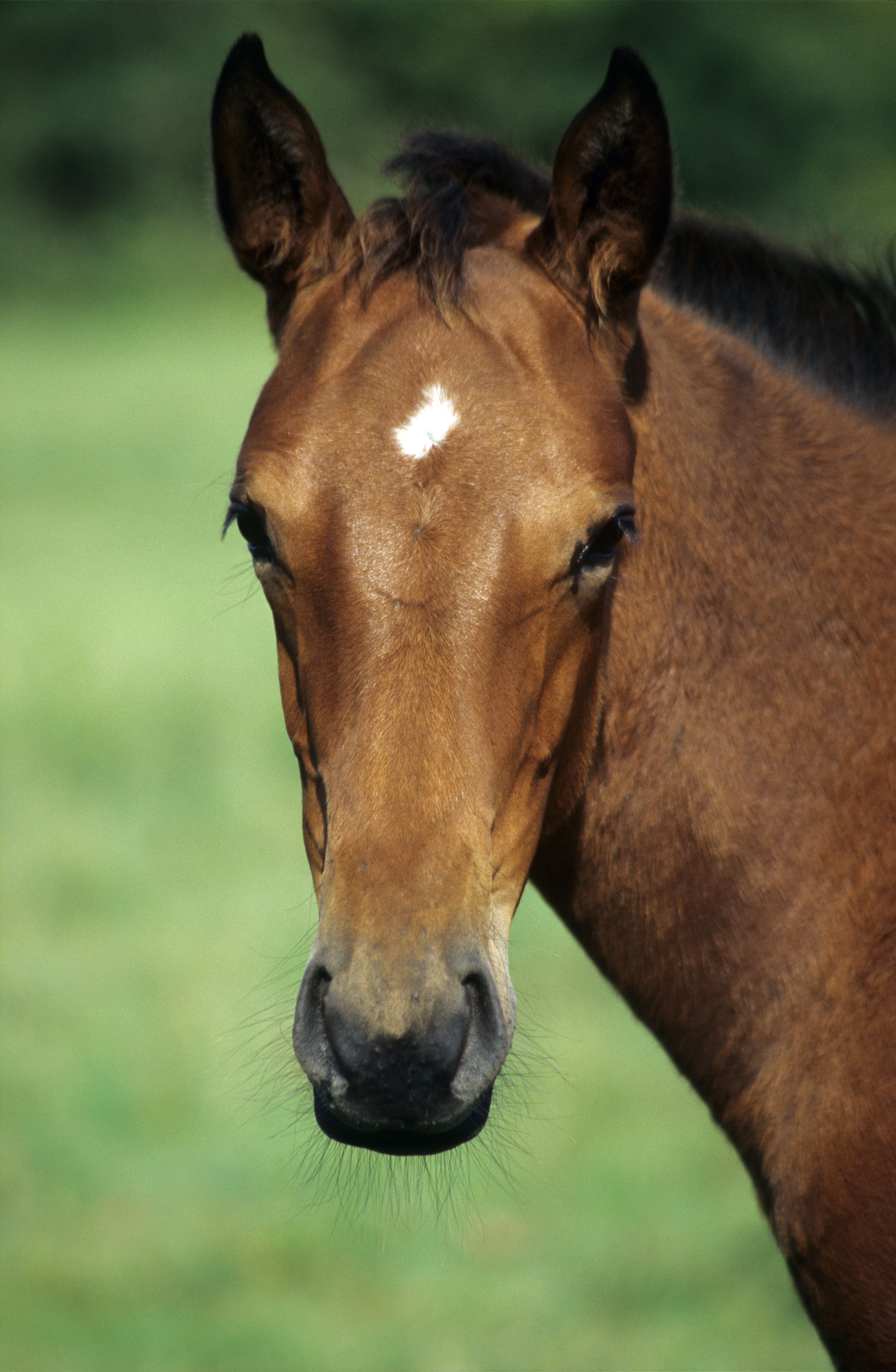 Horses Running Through Grass Field · Free Stock Photo