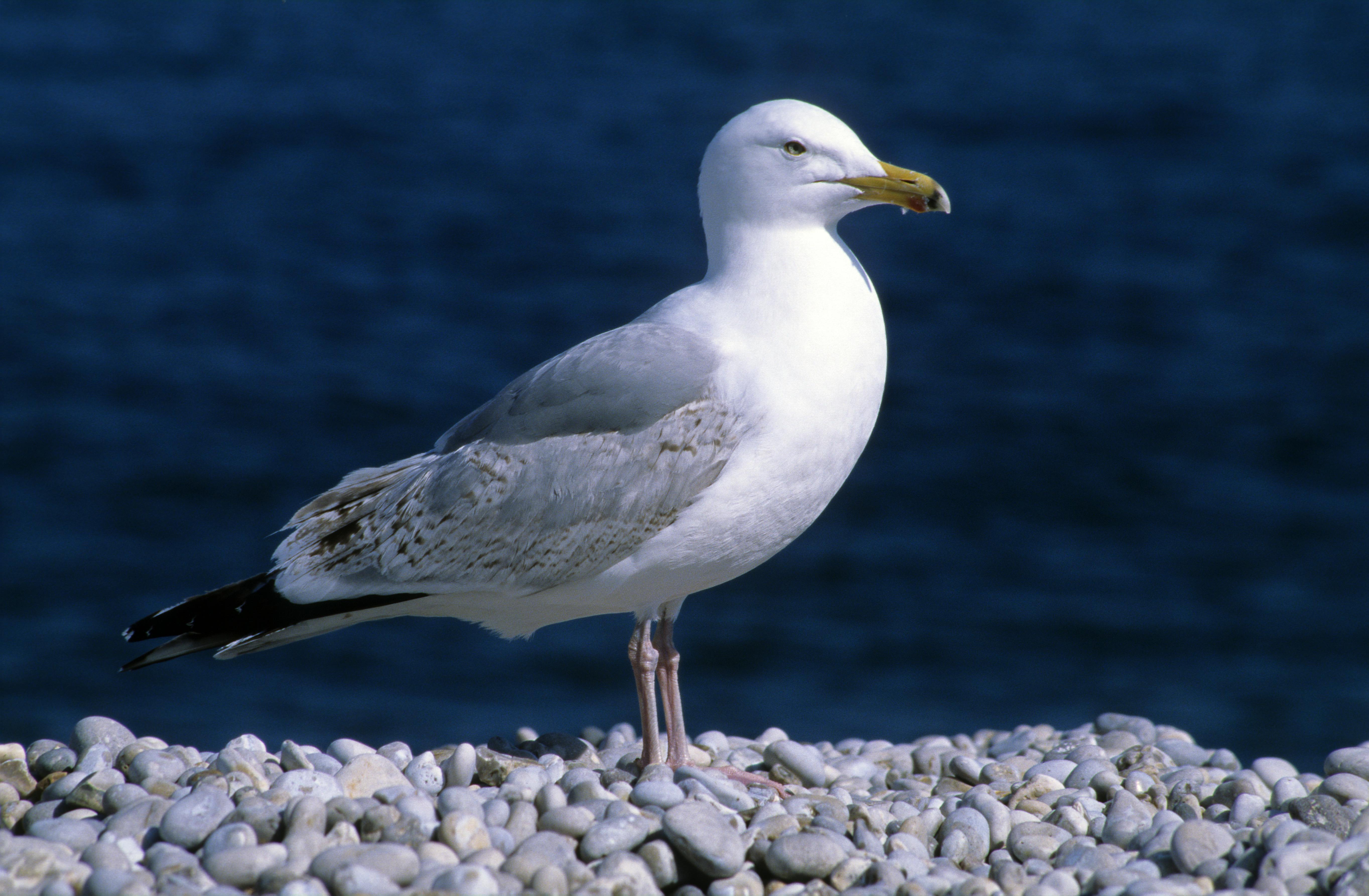 A Seagull on a Statue · Free Stock Photo