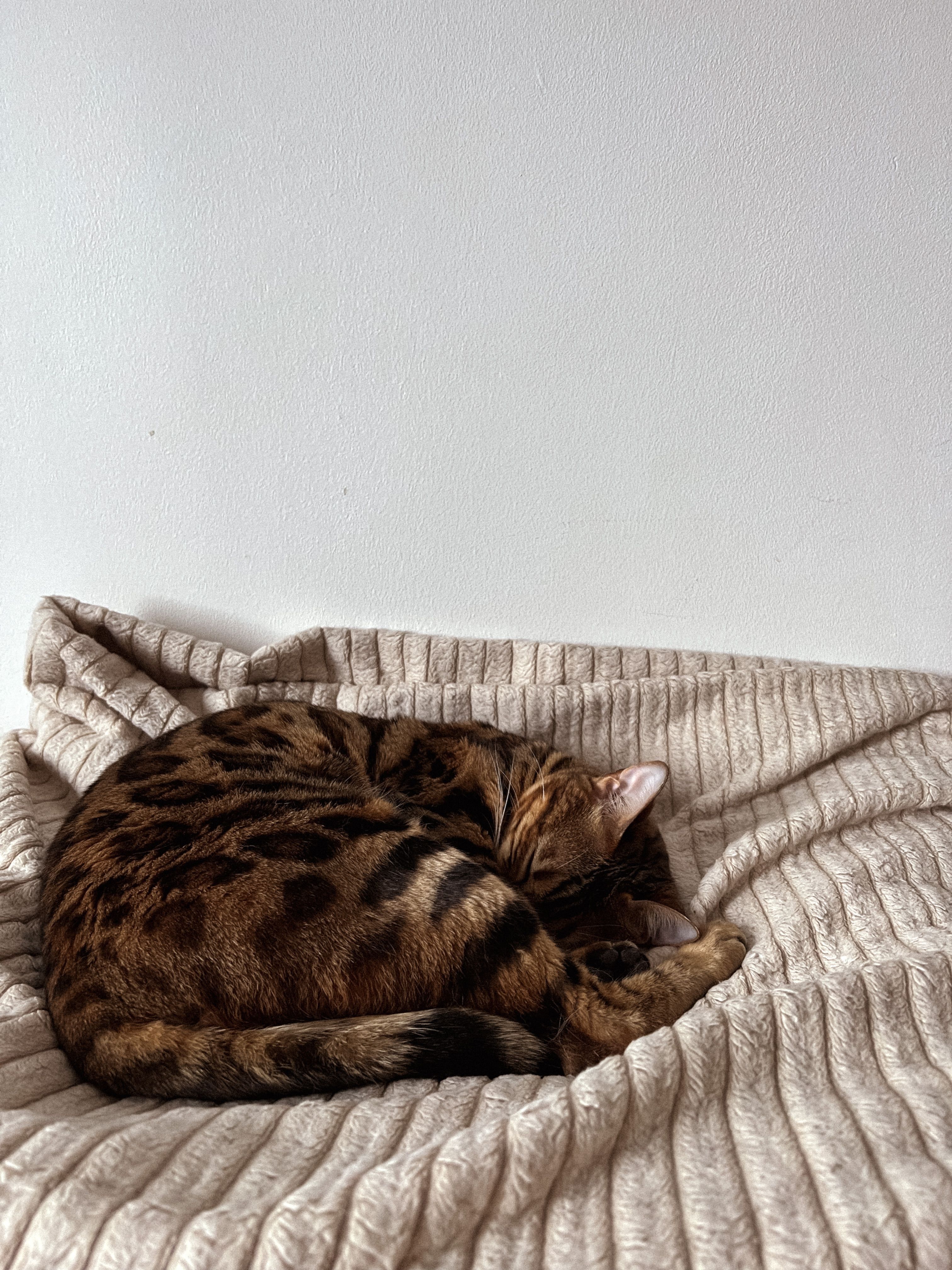 A Bengal Cat Sleeping · Free Stock Photo