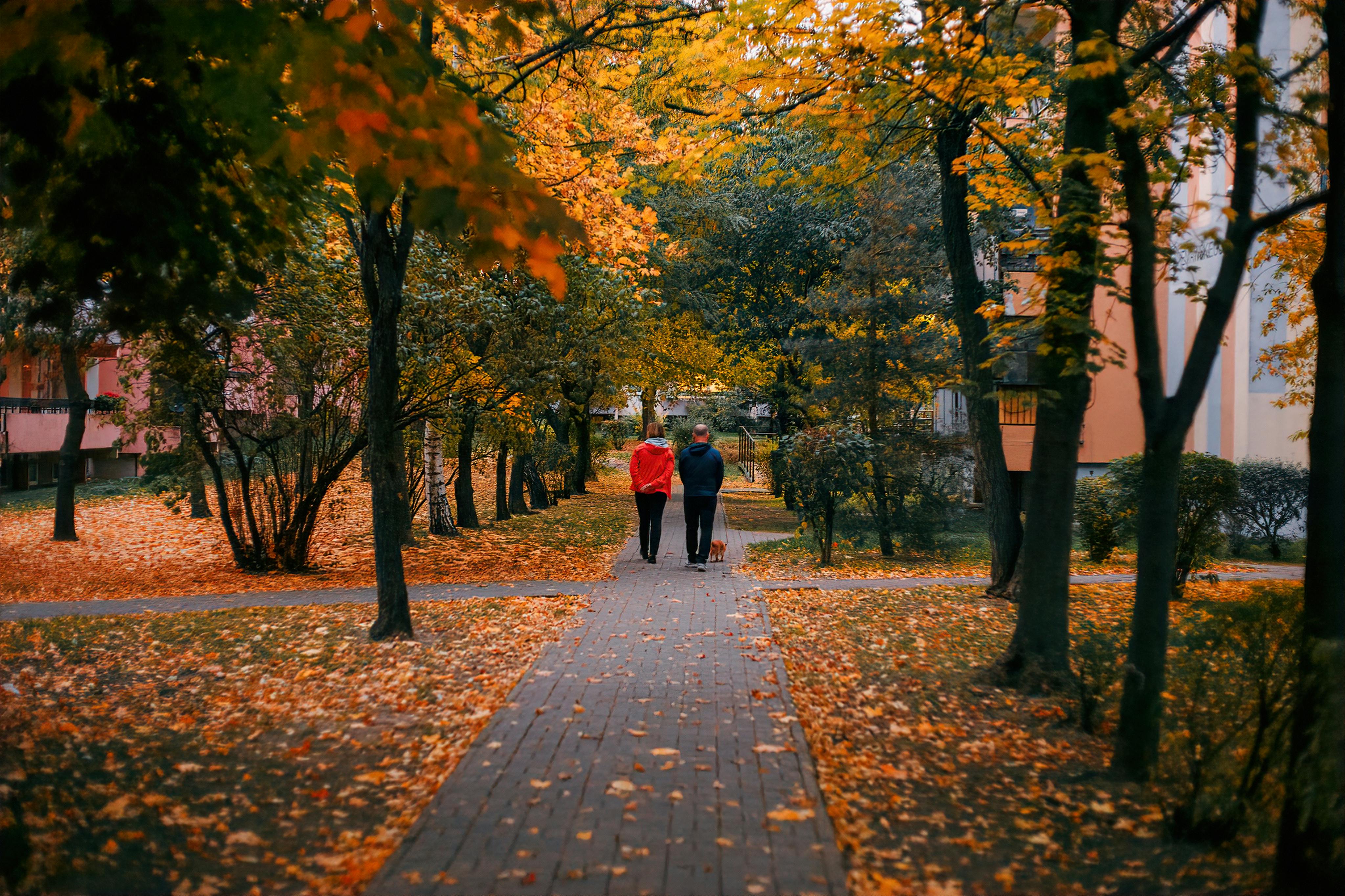 Man Standing Beside Trees · Free Stock Photo