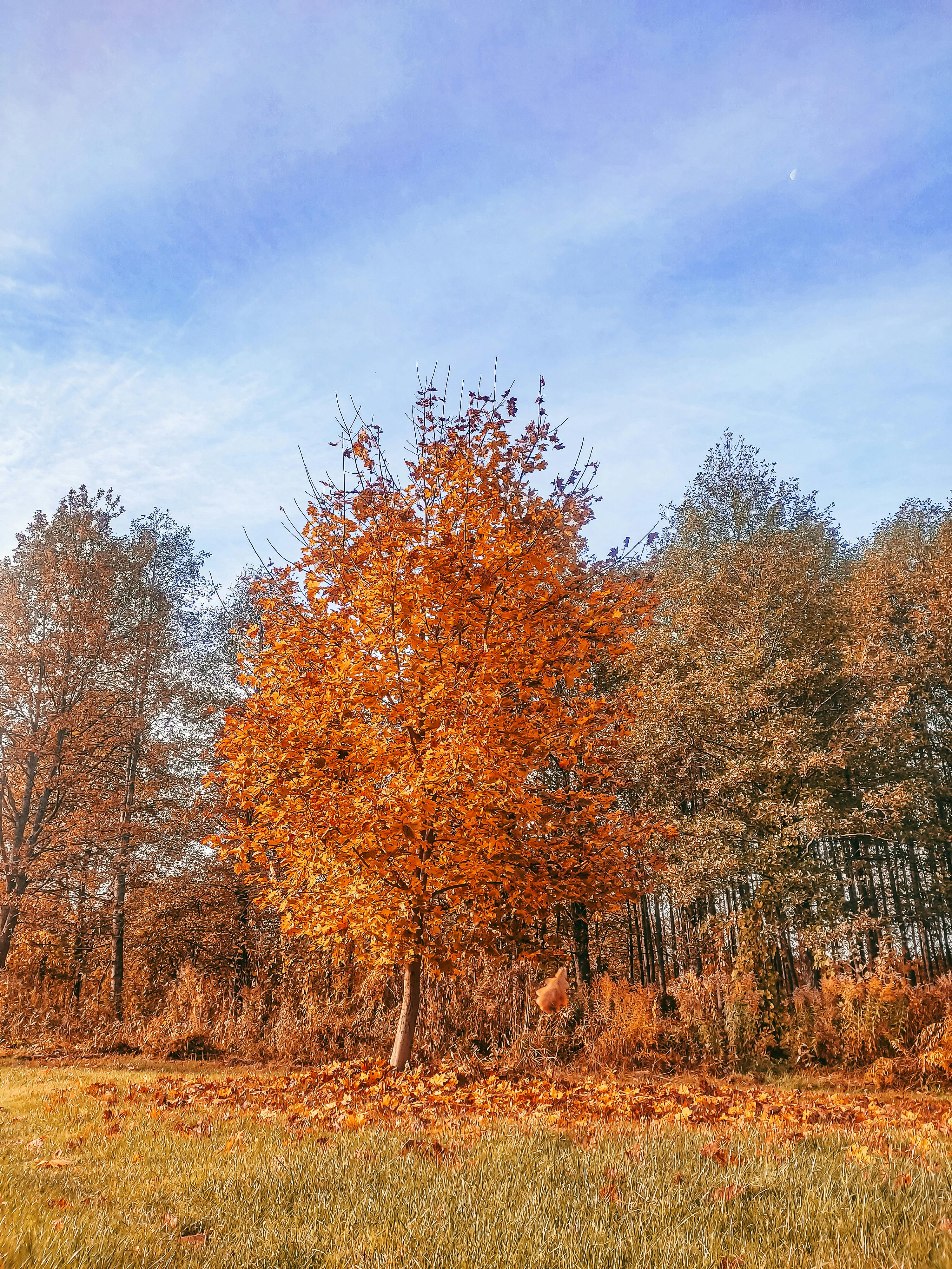 Trees During Fall Season · Free Stock Photo