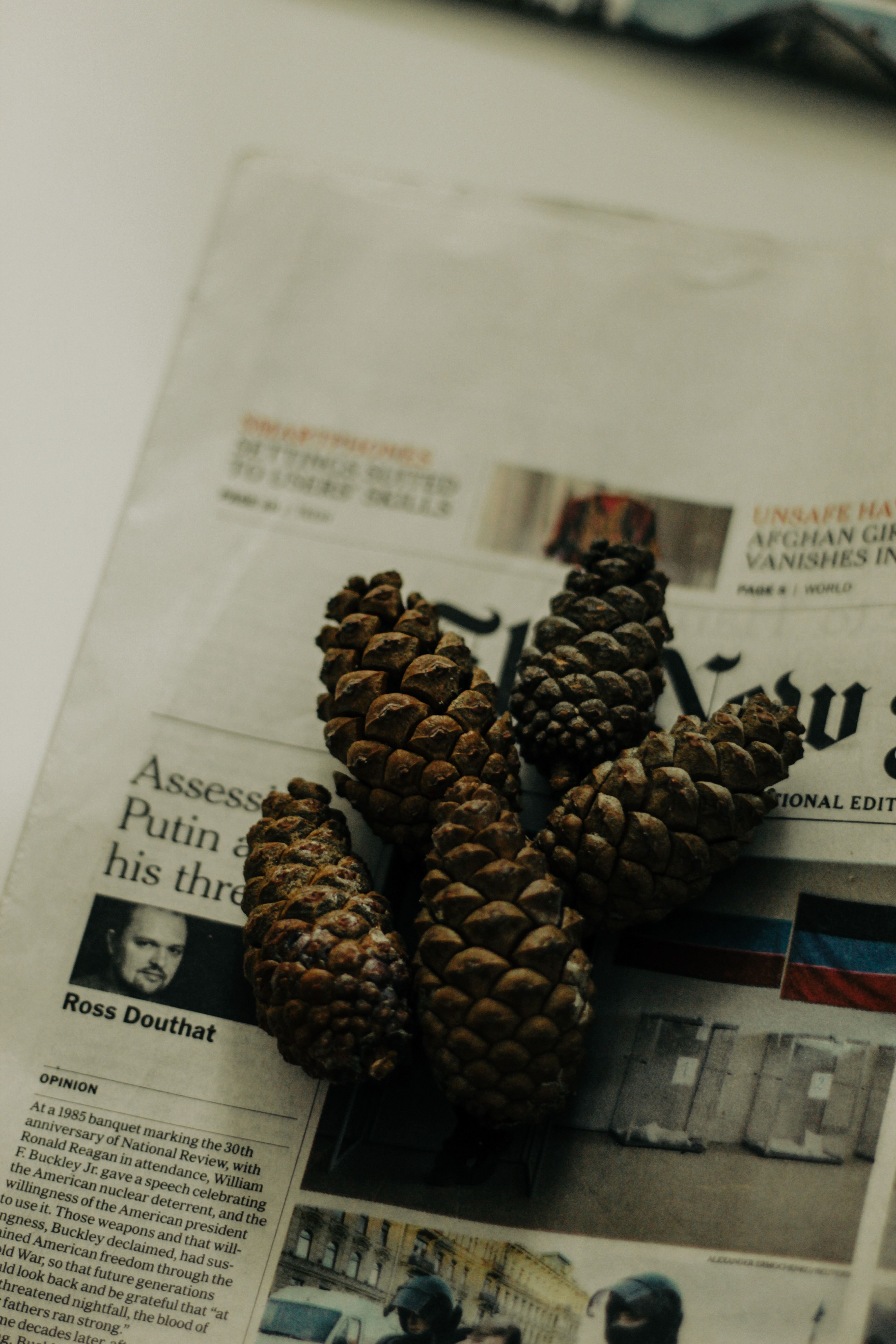 Conifer Cones on a Newspaper · Free Stock Photo