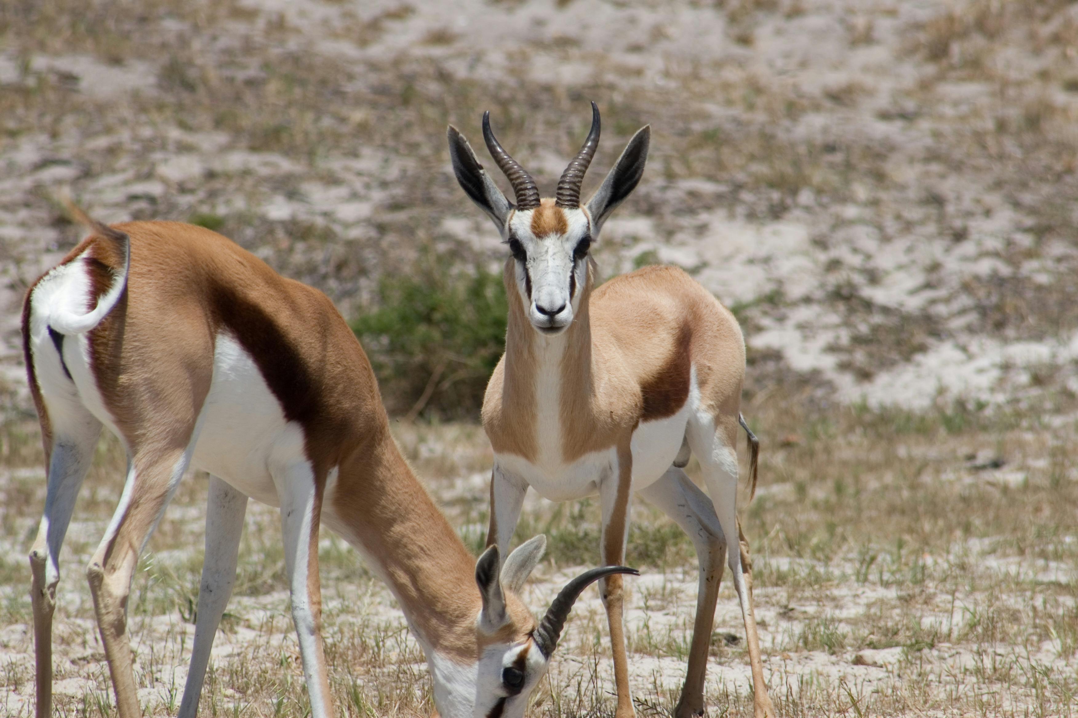 20+张最精彩的“Springbok Printable”图片 · 100%免费下载 · Pexels素材图片