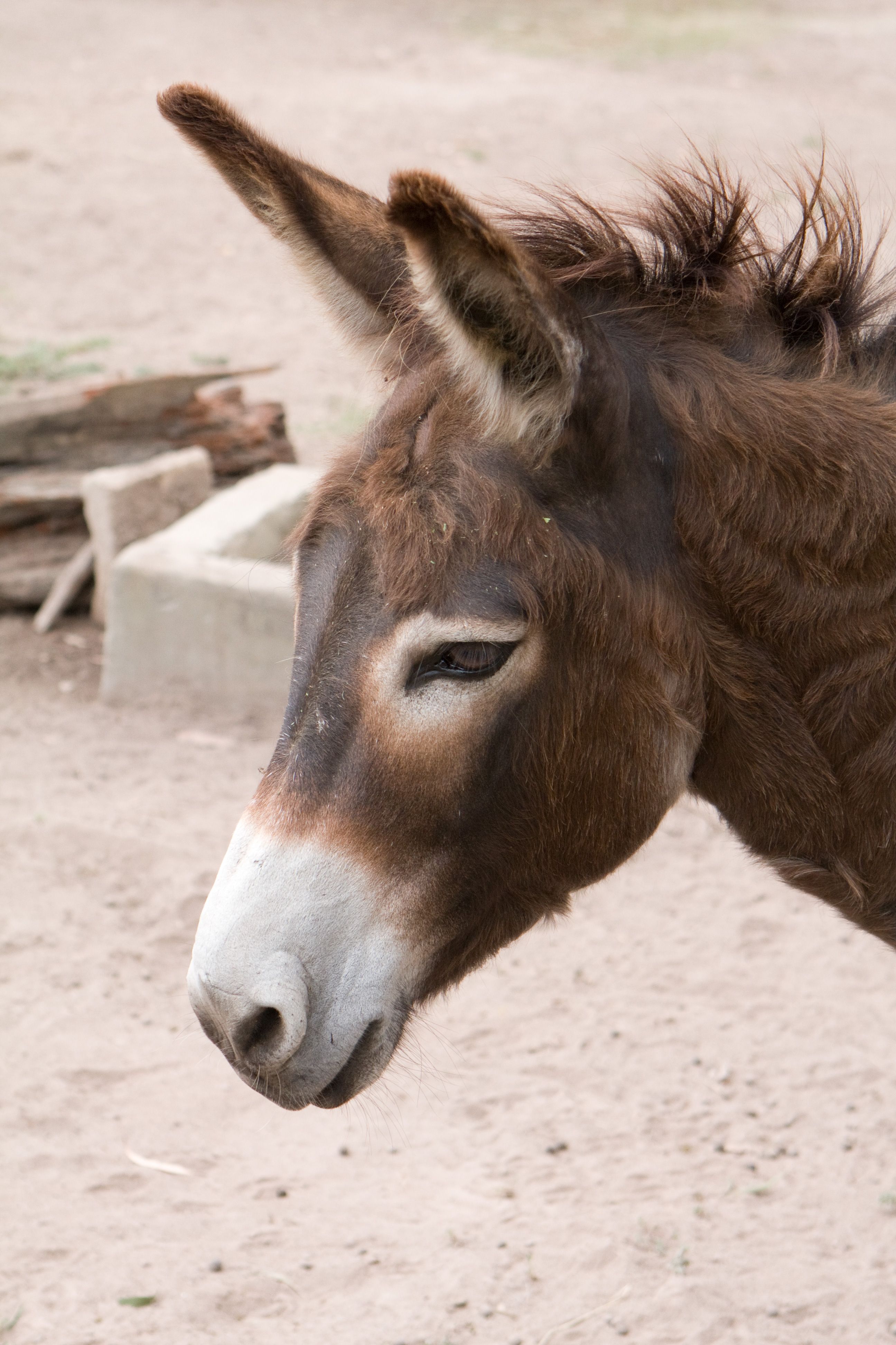 Close-up of a Donkey · Free Stock Photo