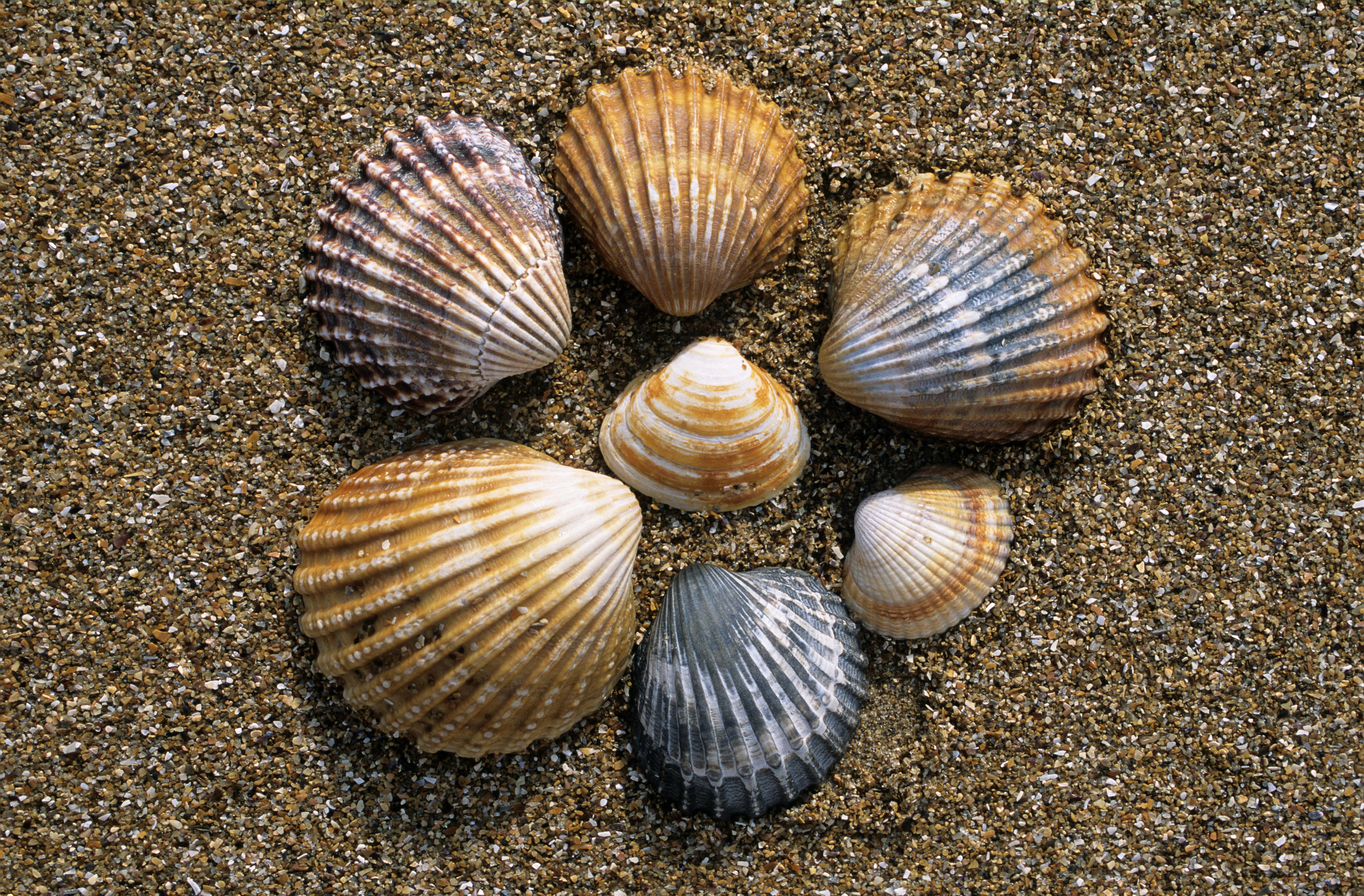 Seashells on Beach Sand · Free Stock Photo