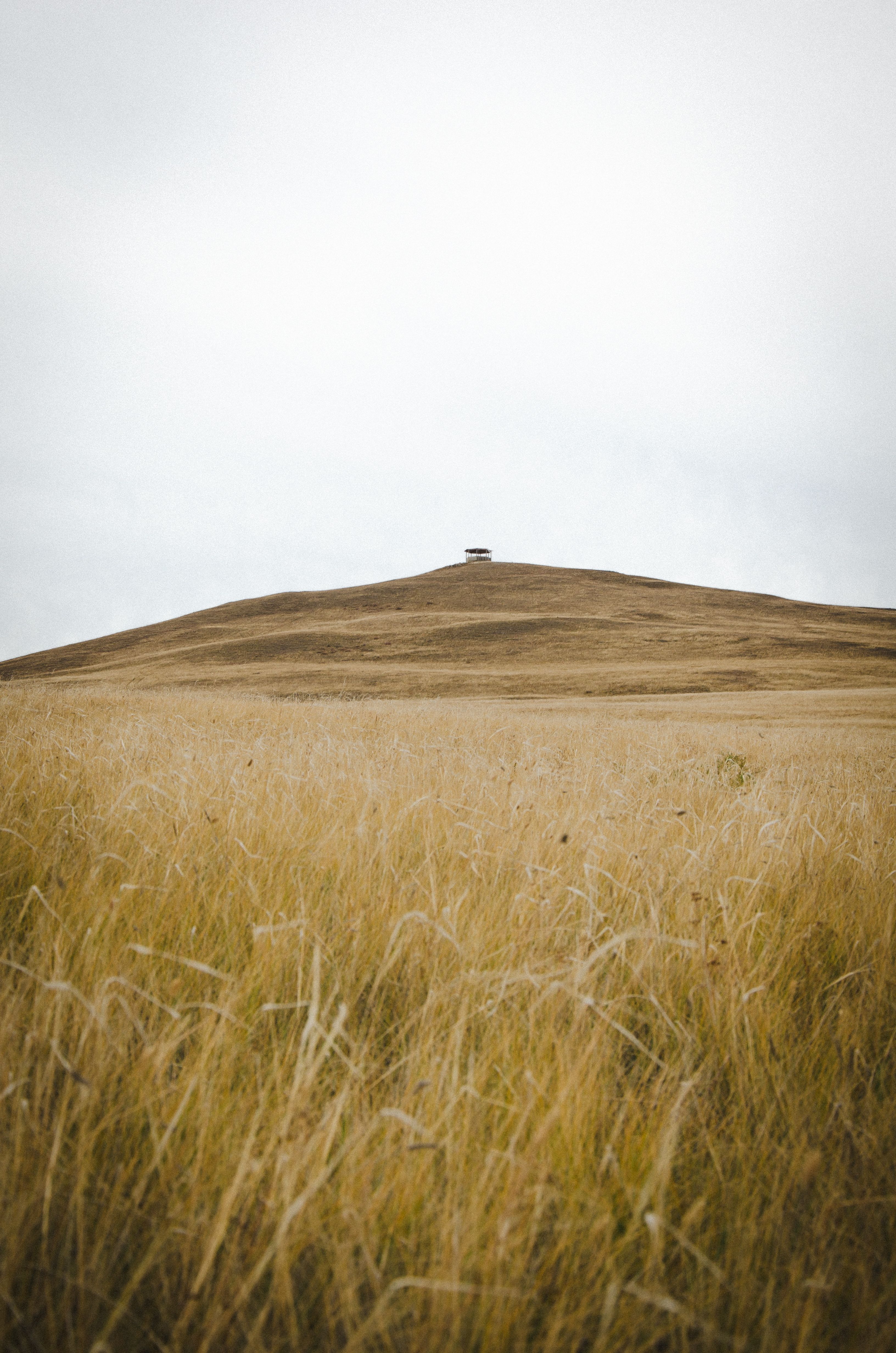 Photo of a Grass Field · Free Stock Photo