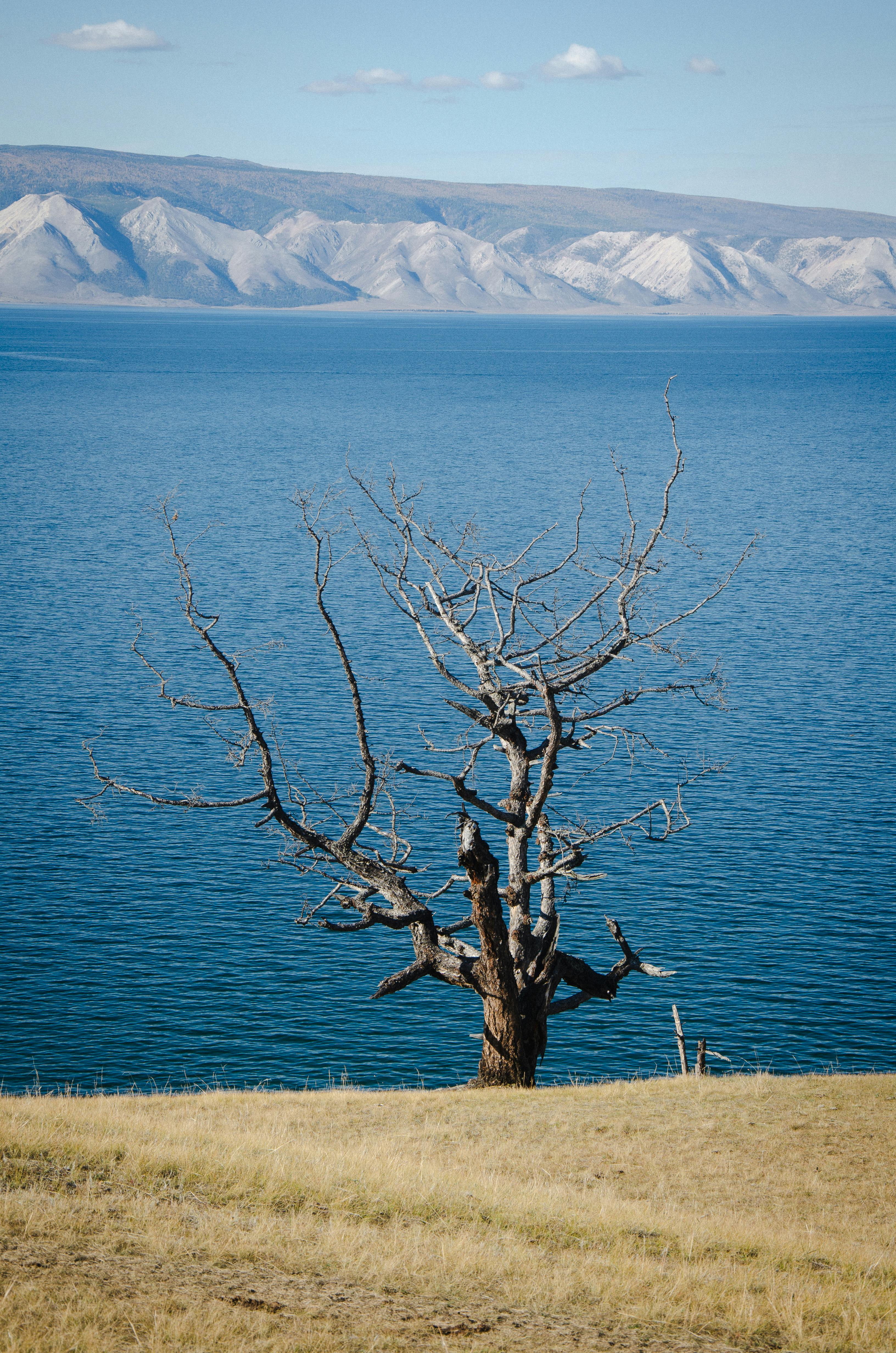 Leafless Tree near Body of Water · Free Stock Photo