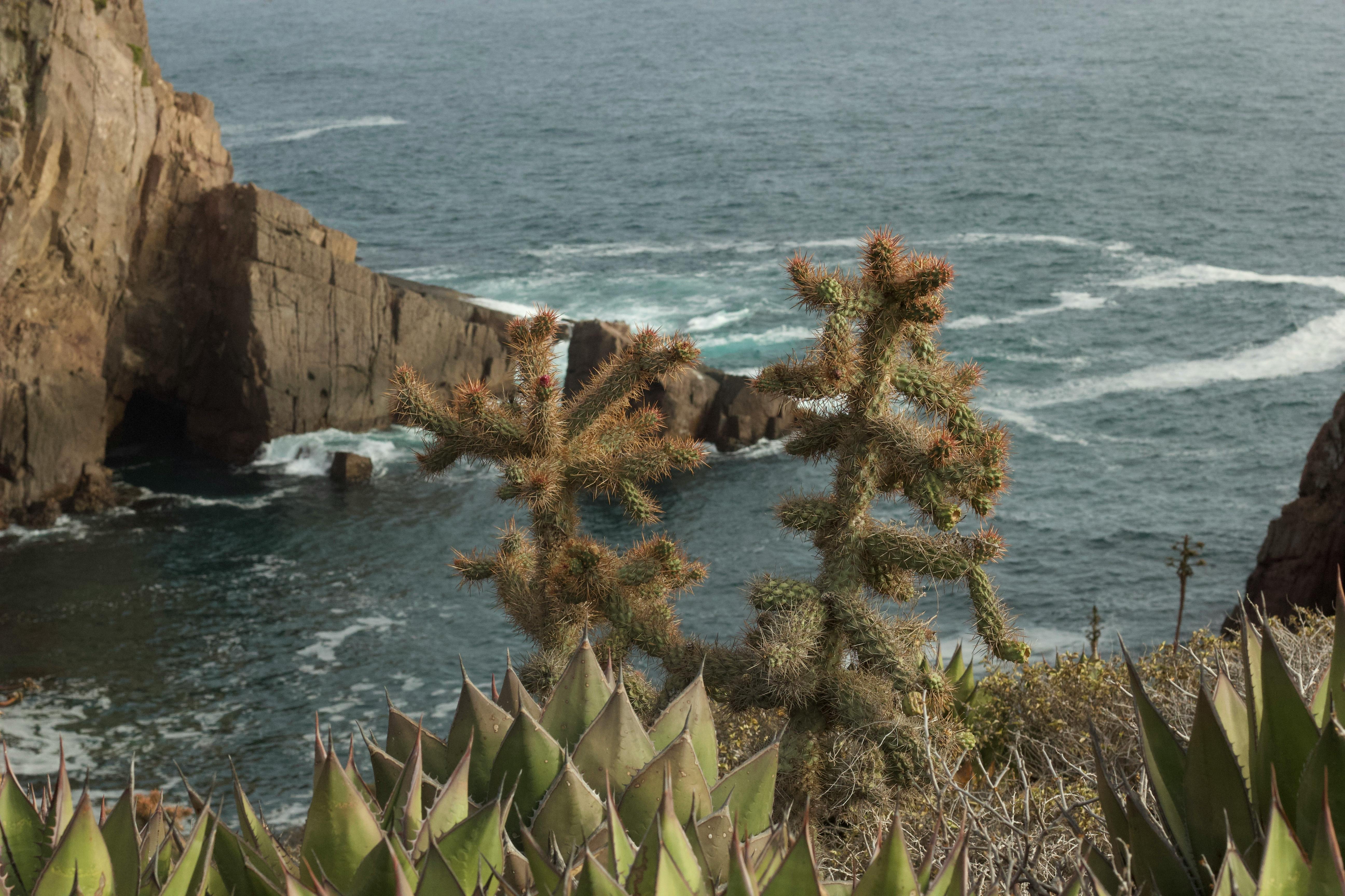 Cacti and Succulents Growing on Top of Cliff · Free Stock Photo