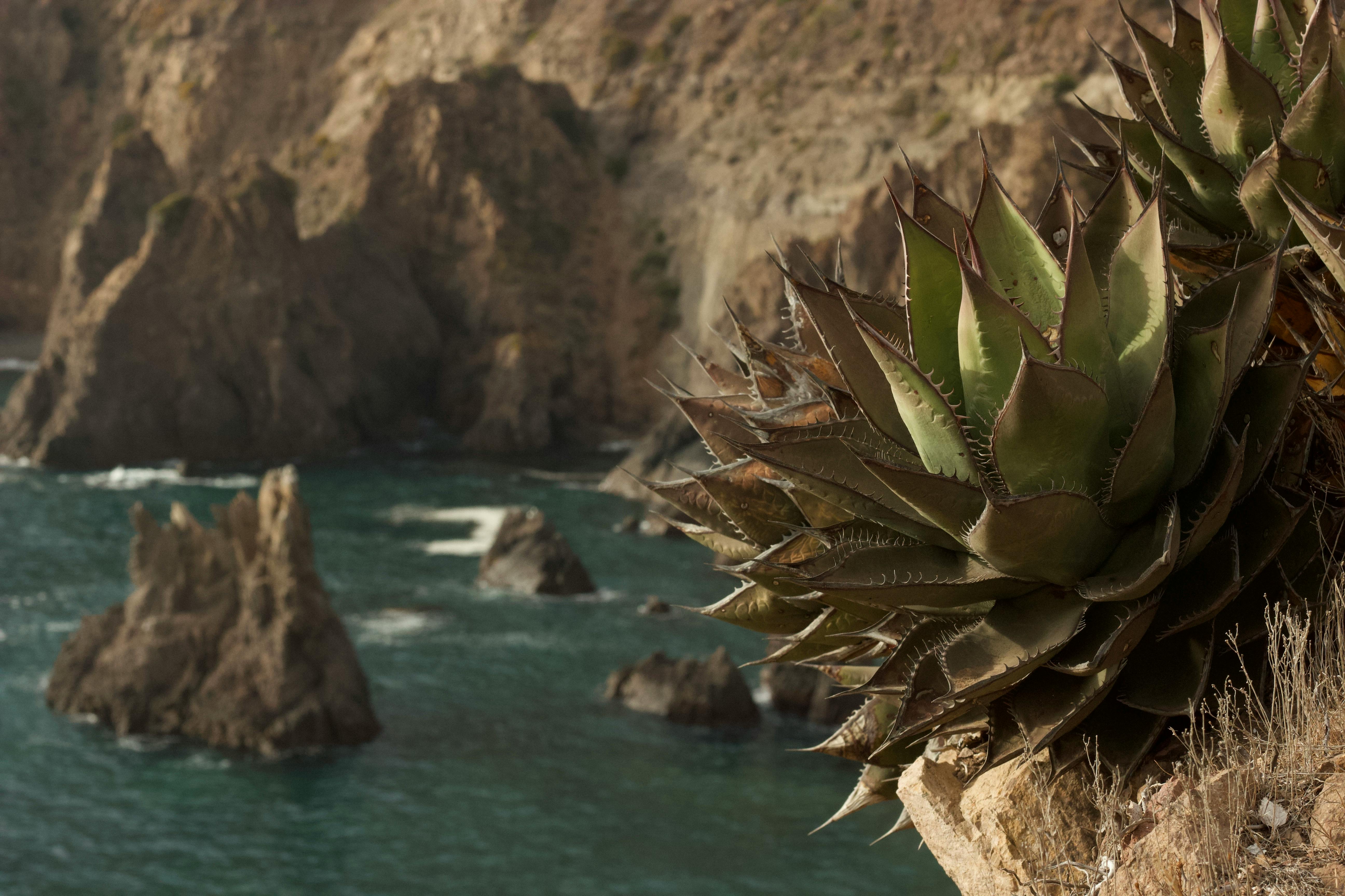 Succulents Plants Growth in Cliff Edge · Free Stock Photo