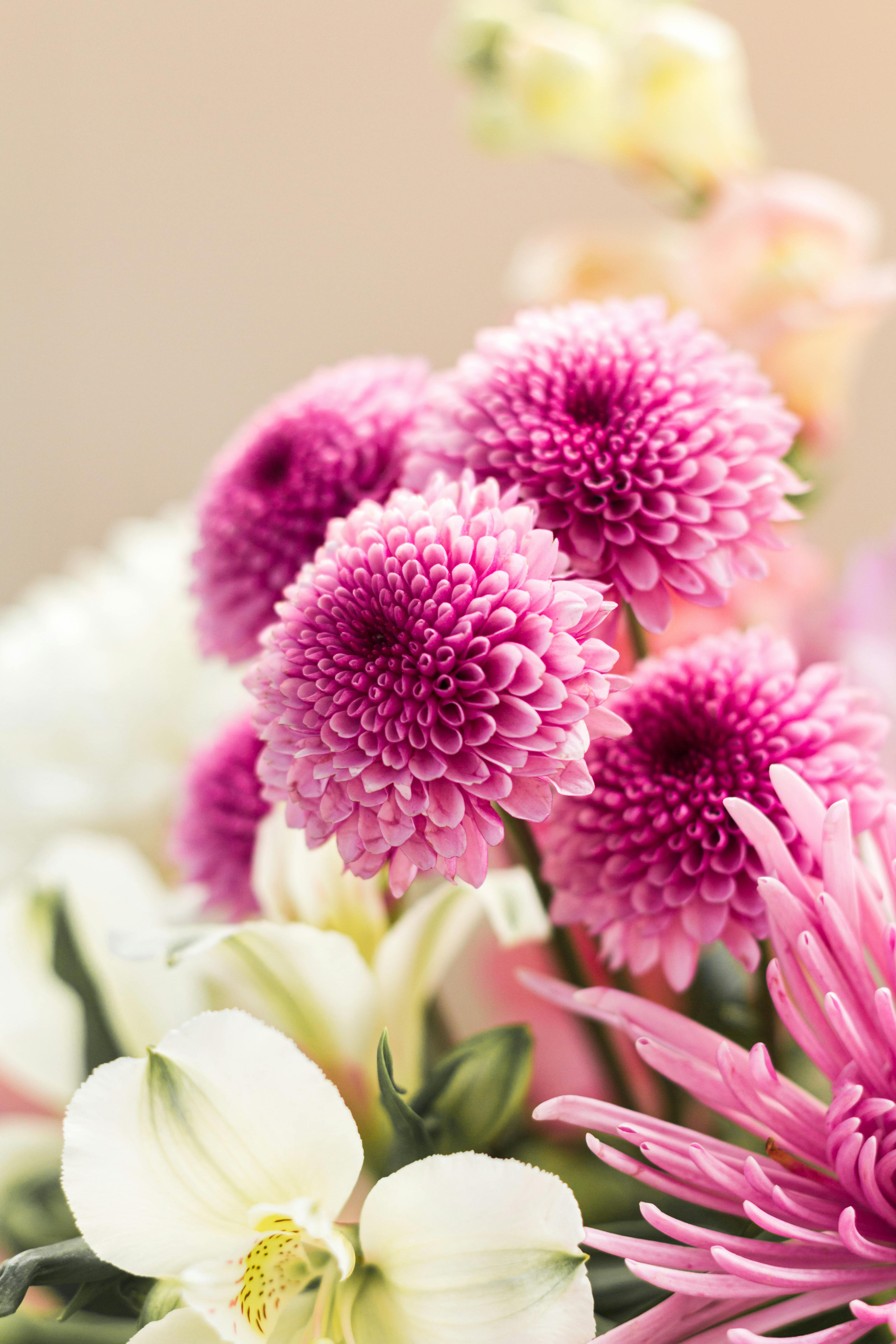 Photo gratuite de amérique du sud, arrangement floral, art floral ...