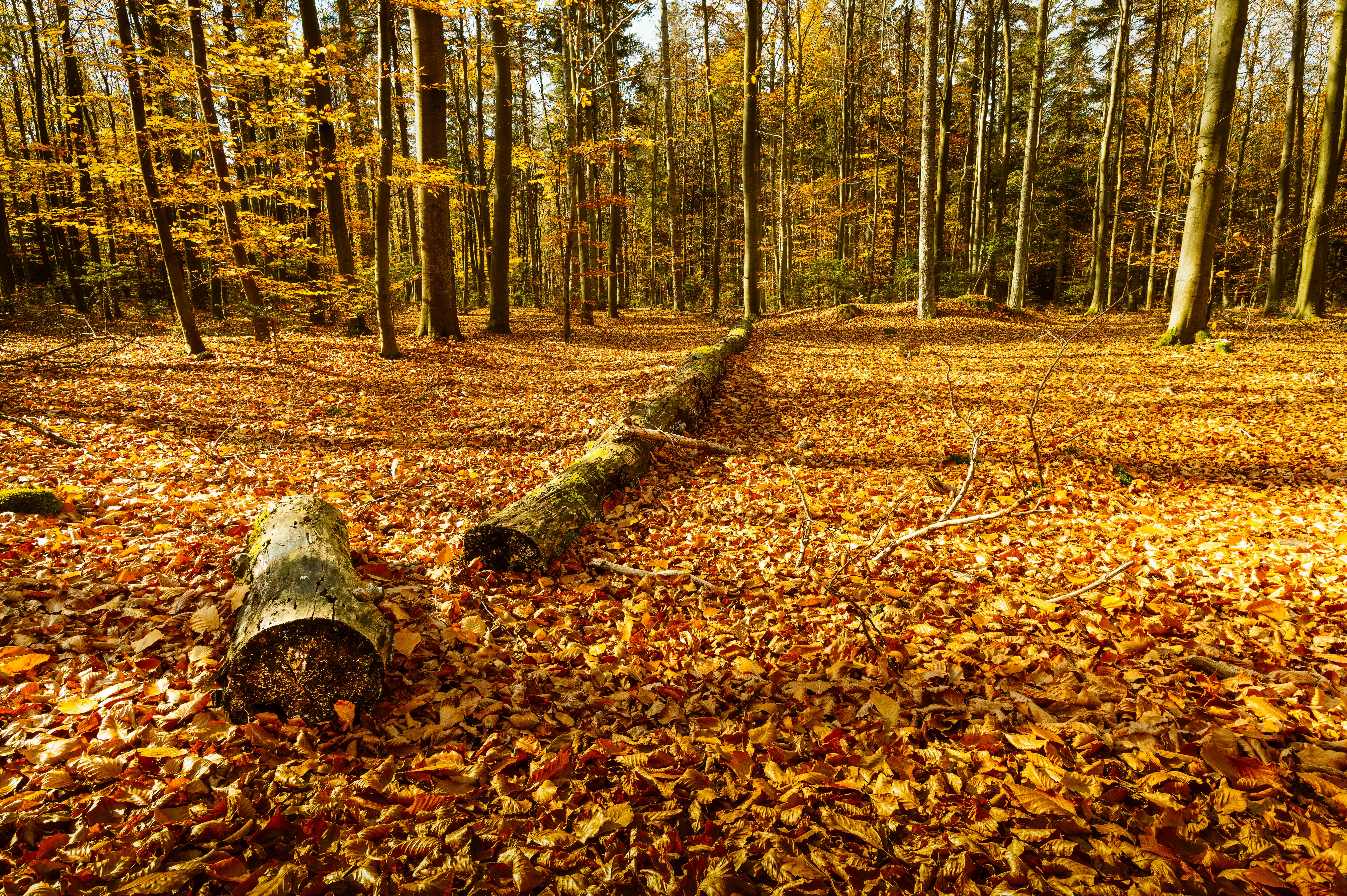 Brown Dried Leaves on Ground · Free Stock Photo