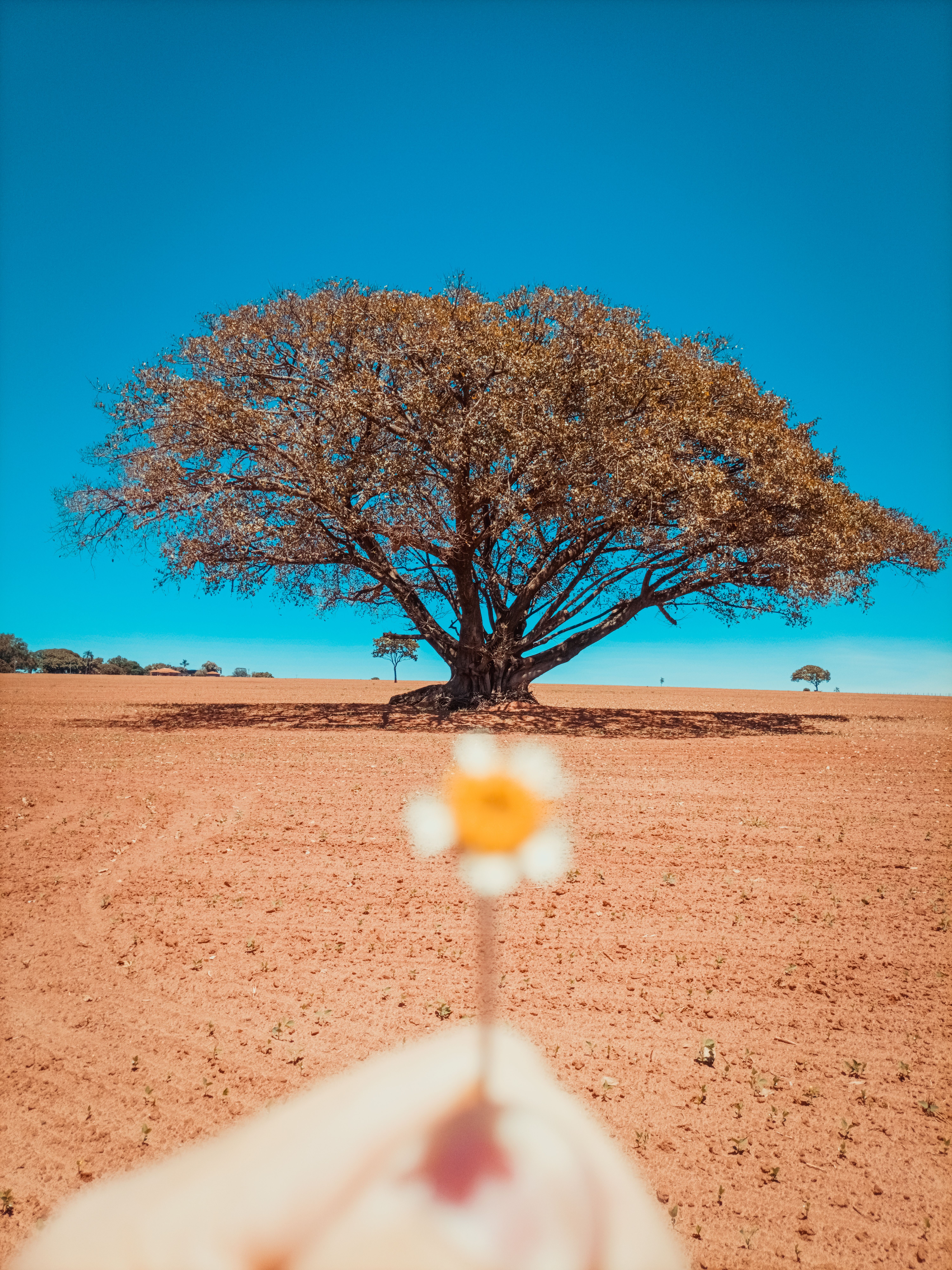 Brown Tree Under the Blue Sky · Free Stock Photo