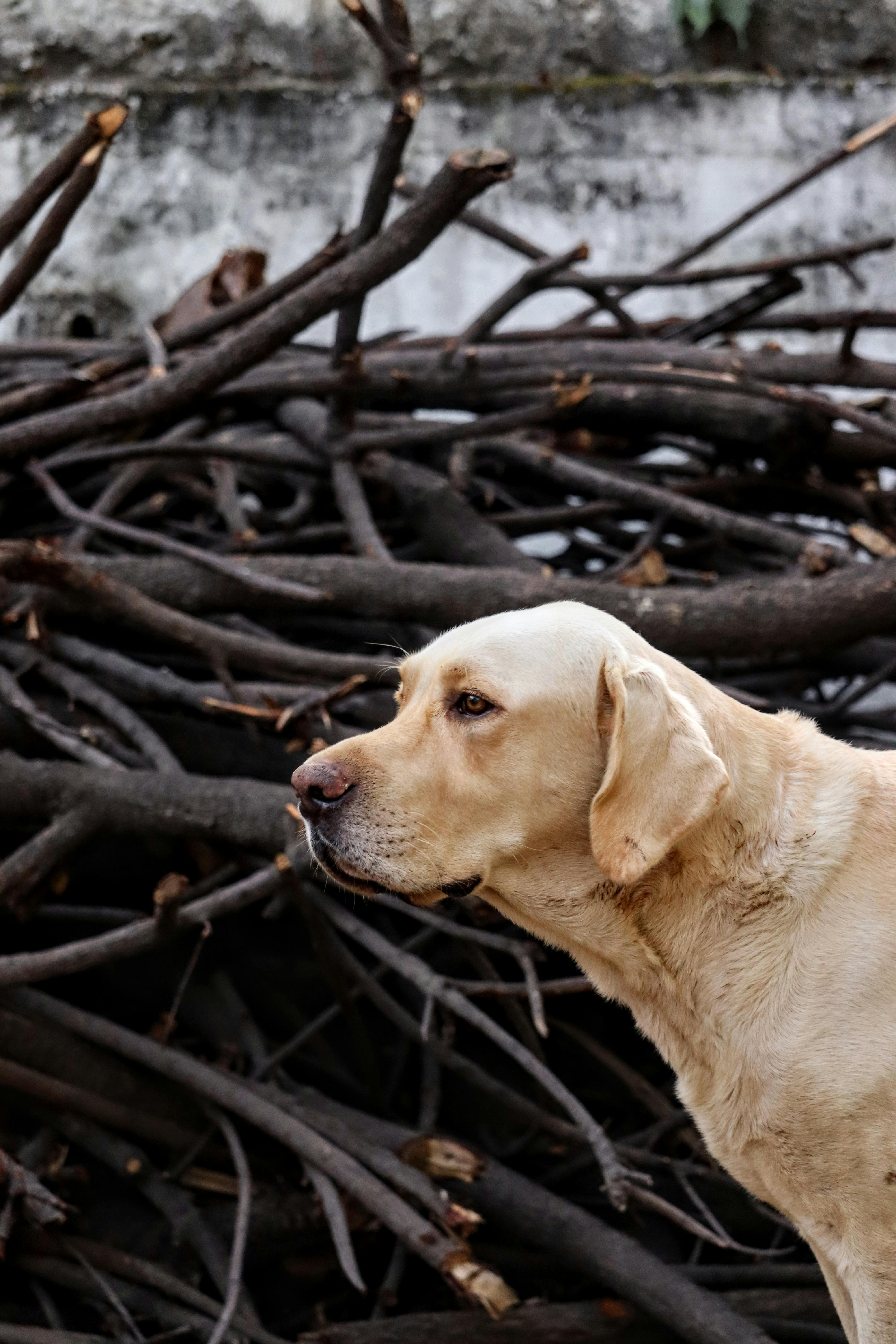 pavan rudra - Photography