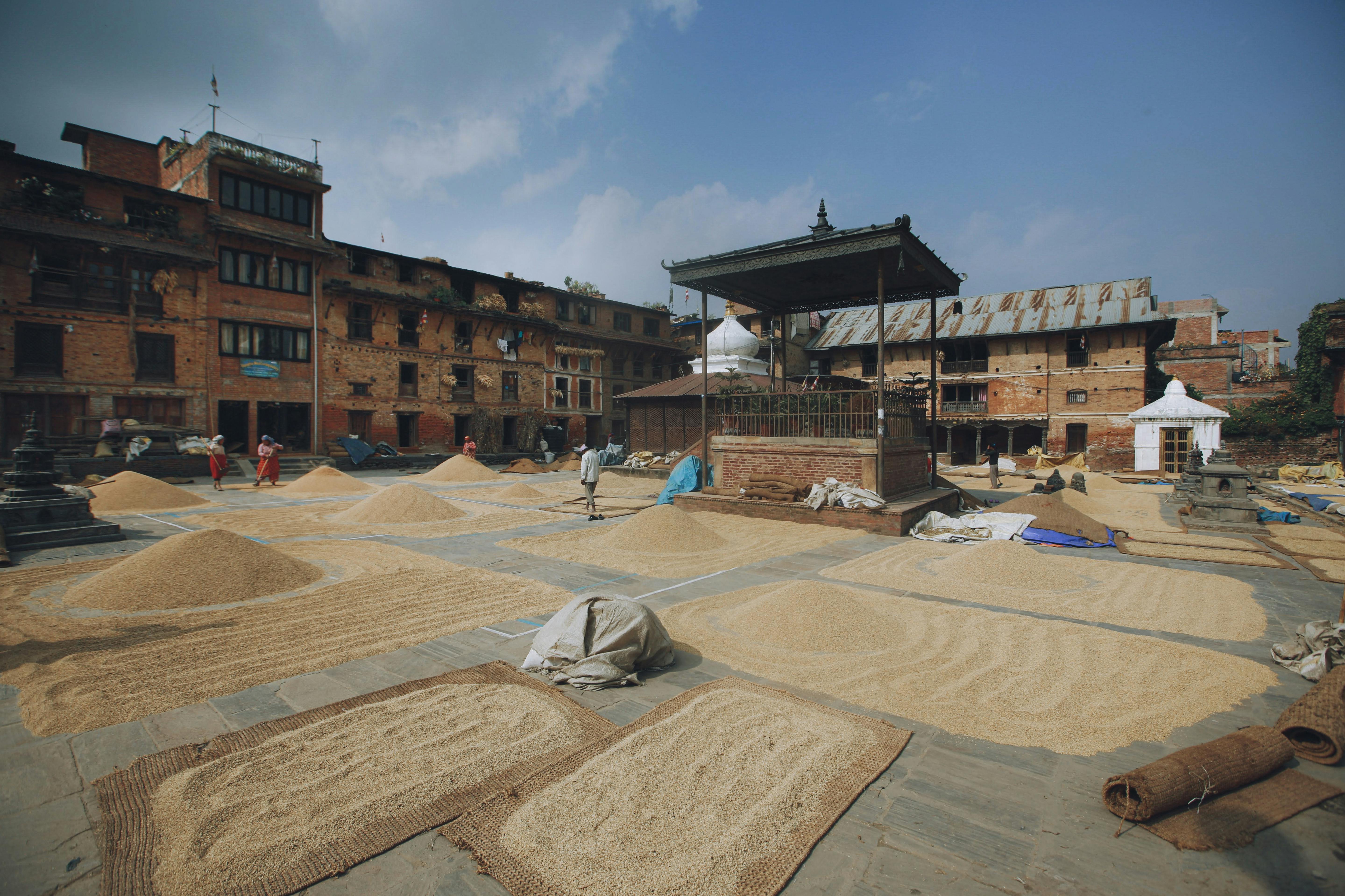 People Drying Rice on Courtyard · Free Stock Photo