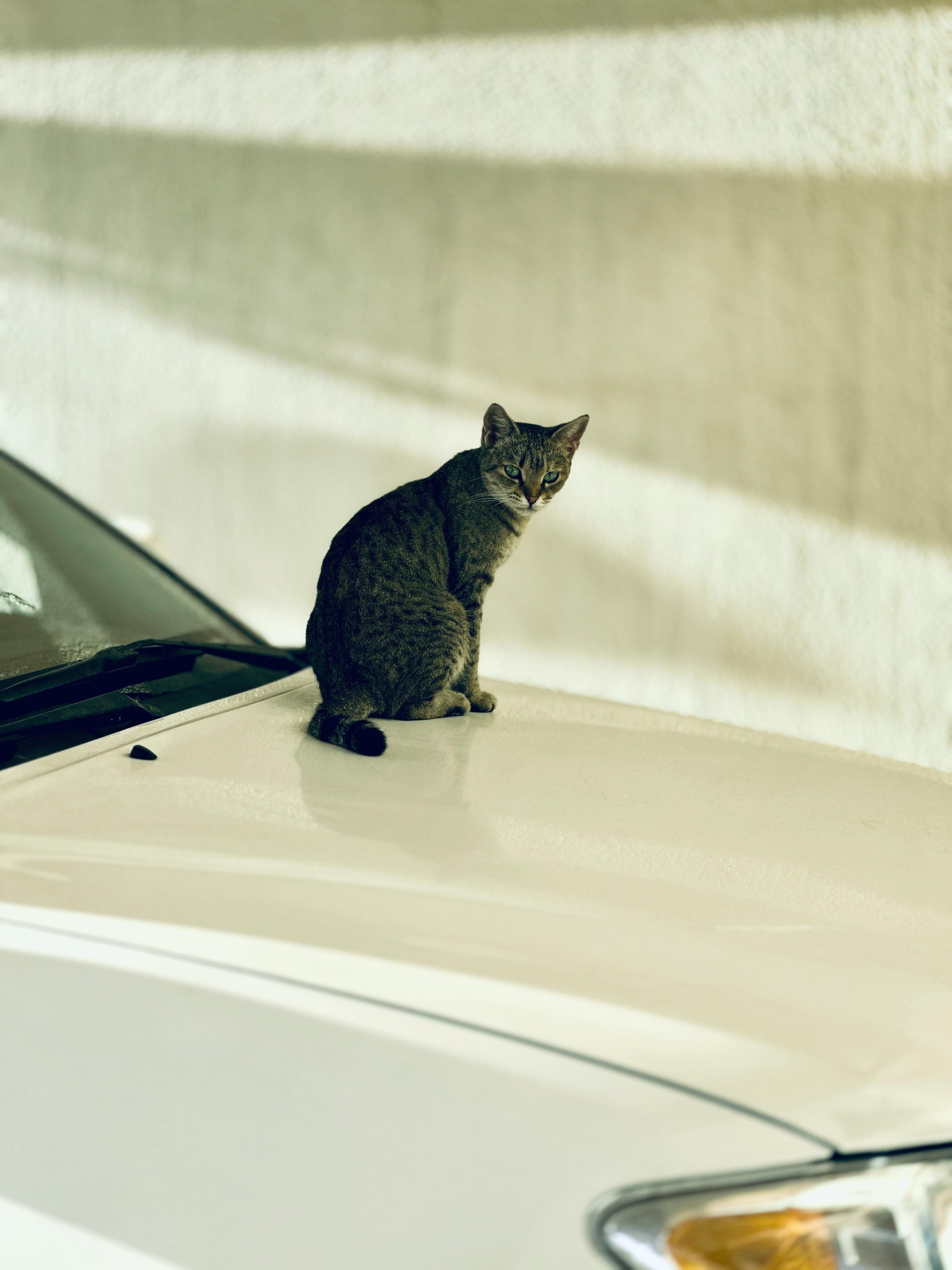 Cat Sitting Inside a Car · Free Stock Photo