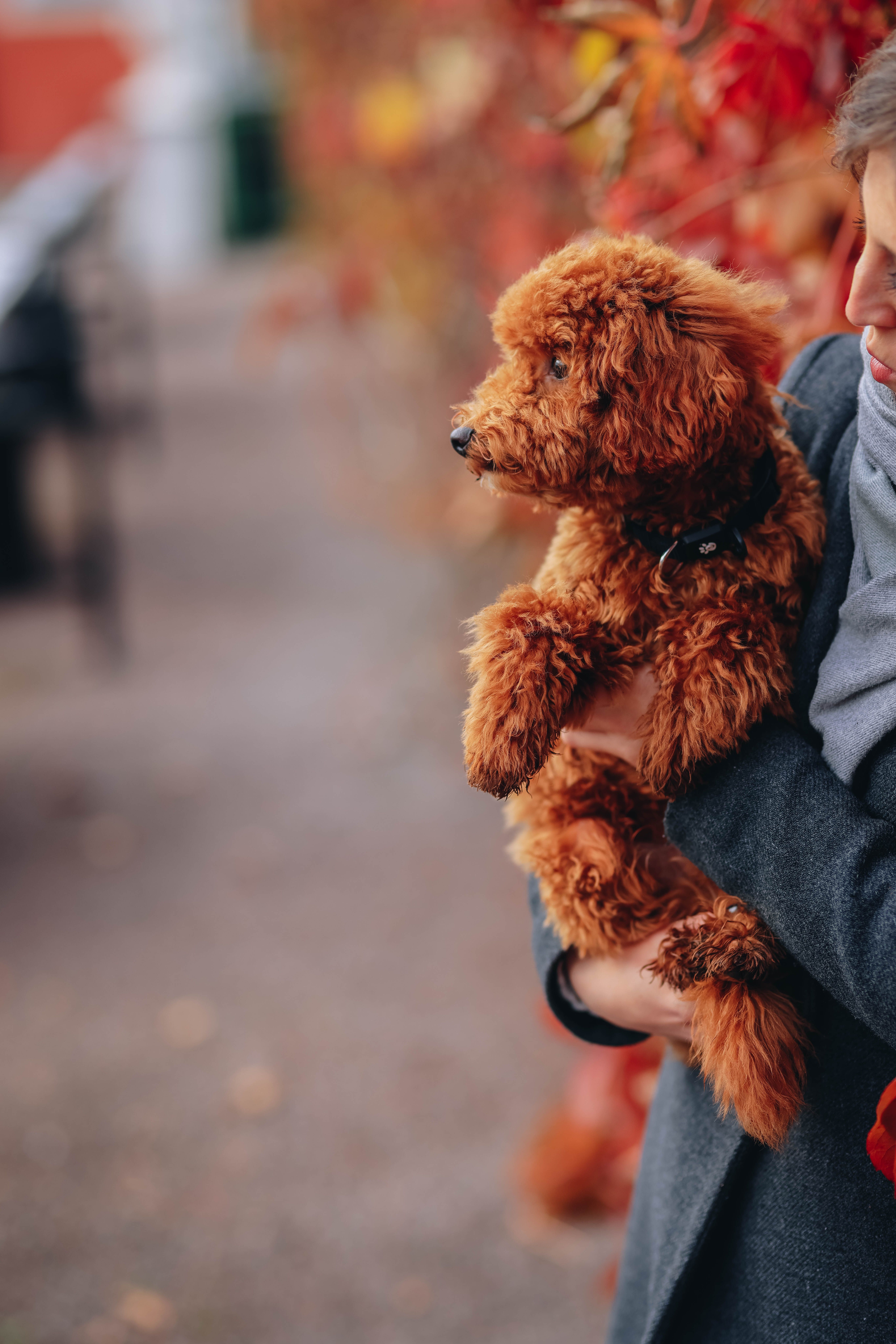 Person Carrying a Brown Long Coated Small Dog · Free Stock Photo