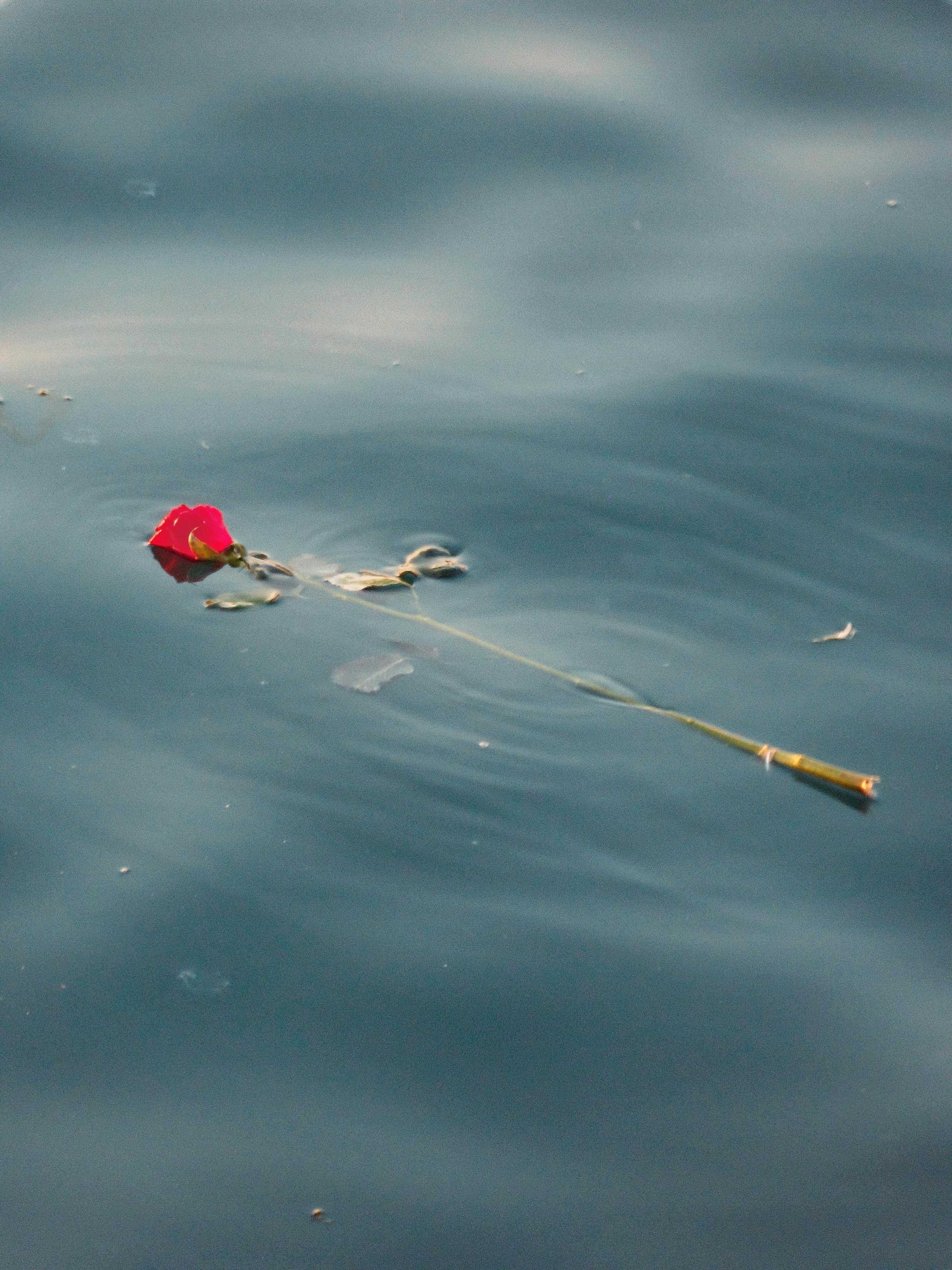 A Red Rose Floating on Water · Free Stock Photo