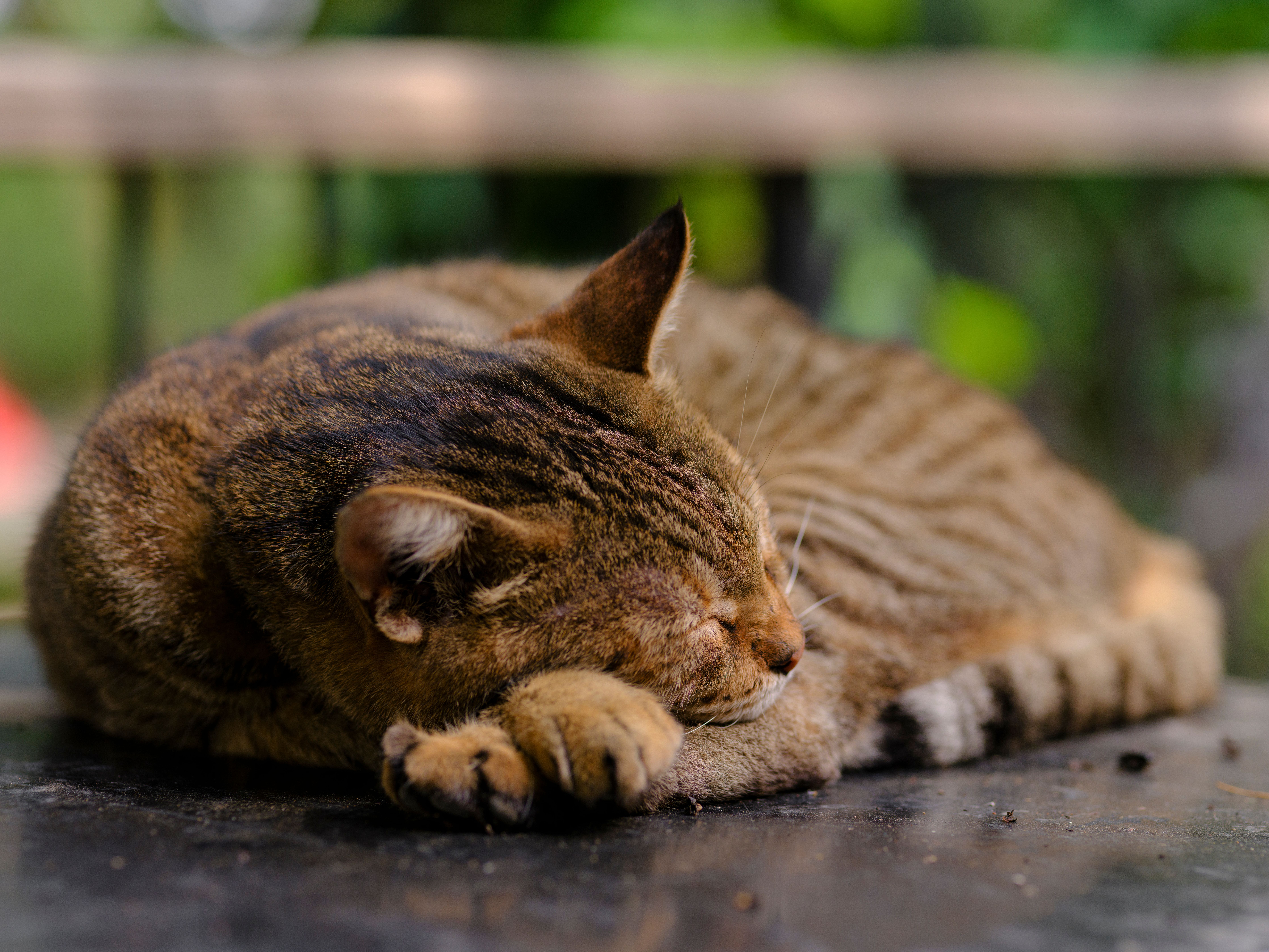 A Tabby Cat Sleeping · Free Stock Photo