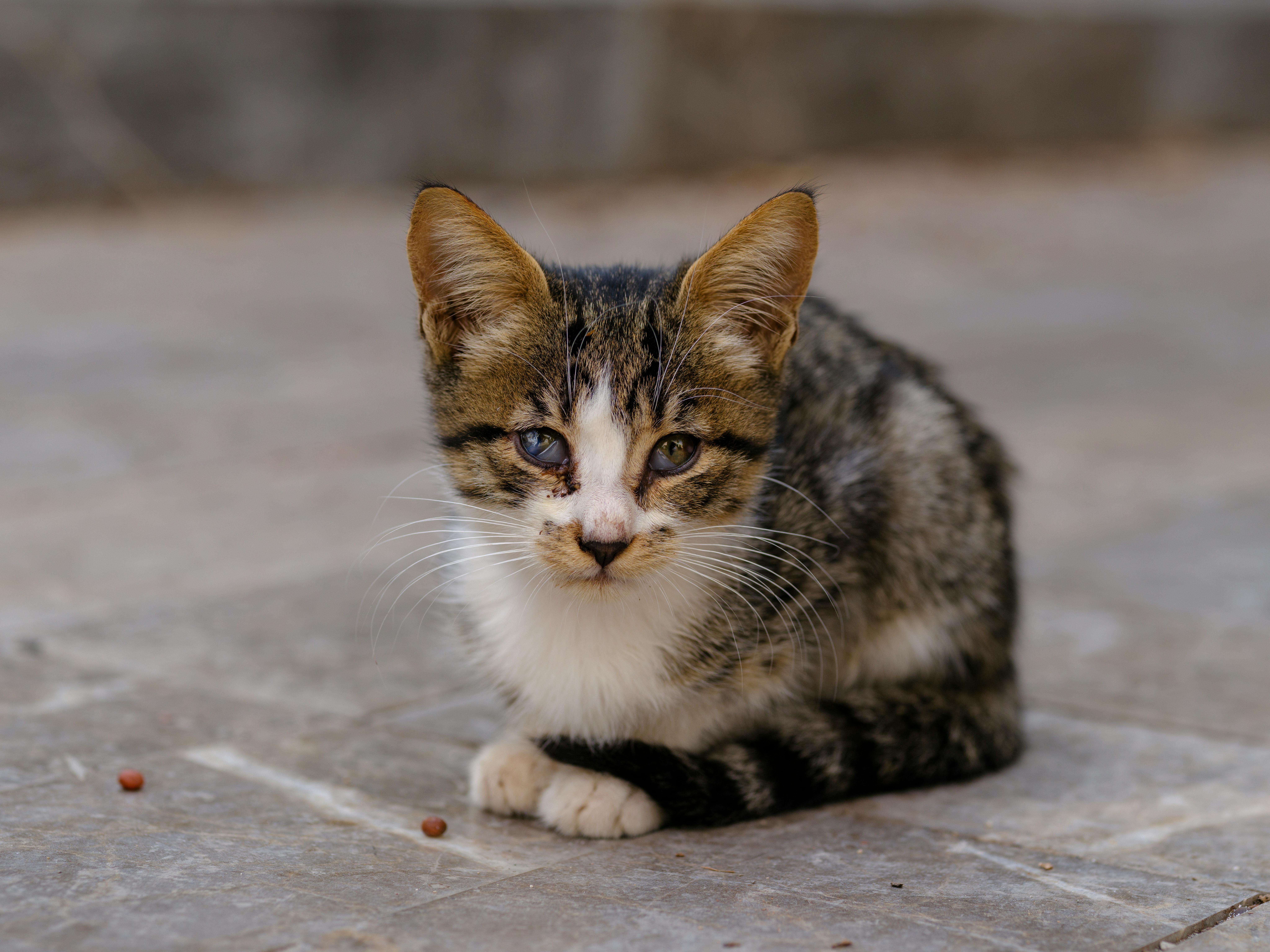 Close-Up Shot of a Kitten · Free Stock Photo