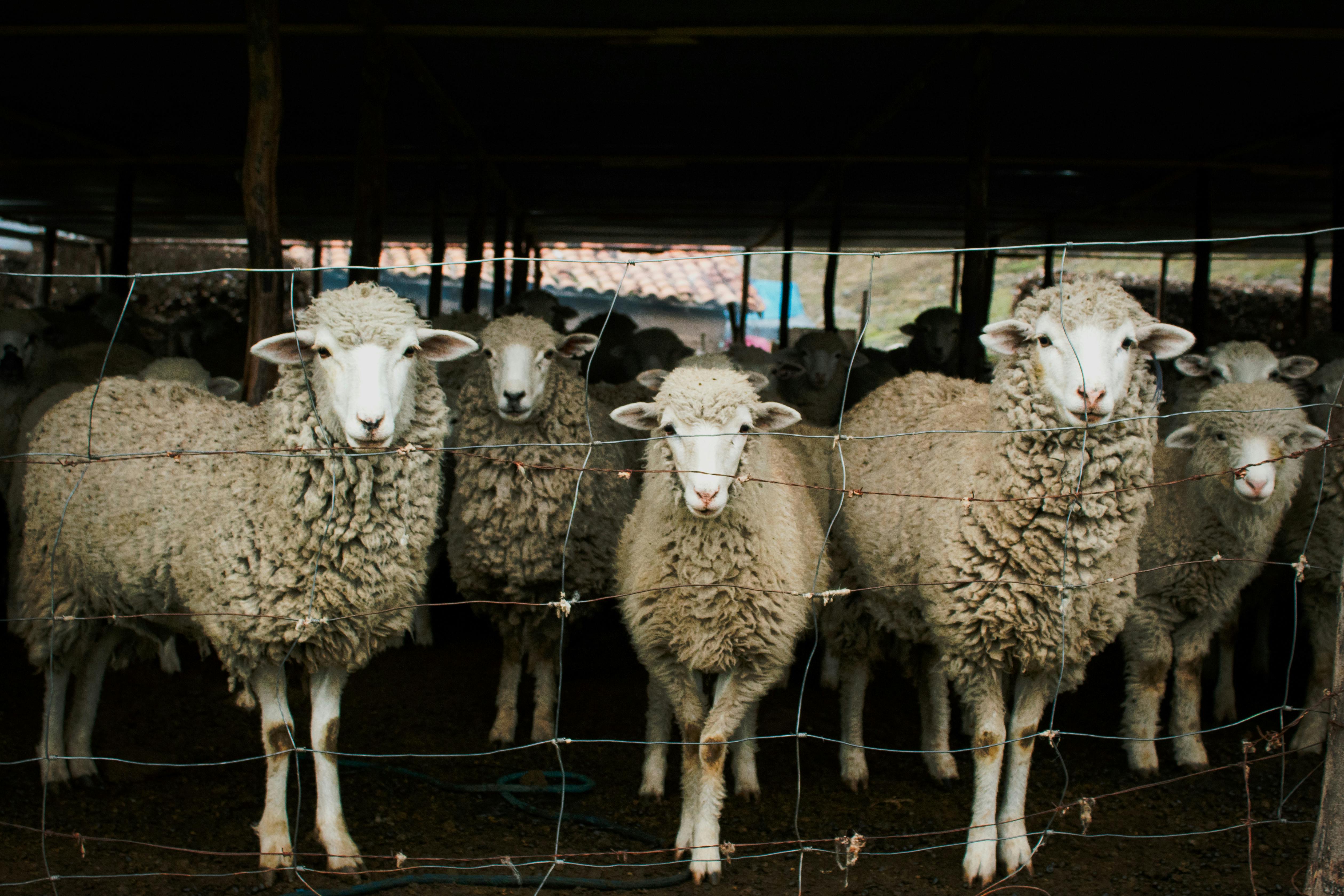 Flock of Sheep on Green Grass on Field at Daytime · Free Stock Photo