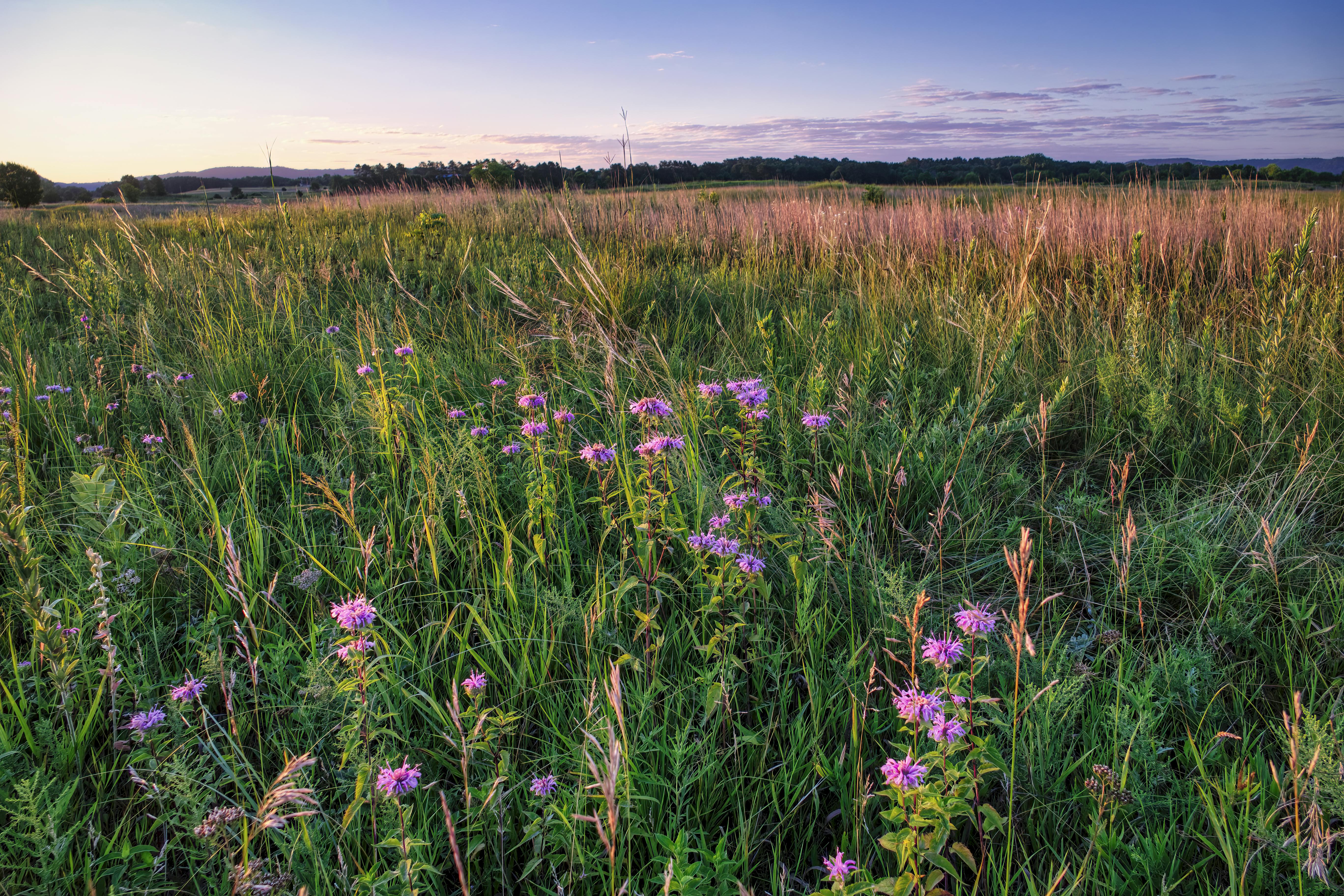 Purple Flowers on Green Grass Field · Free Stock Photo