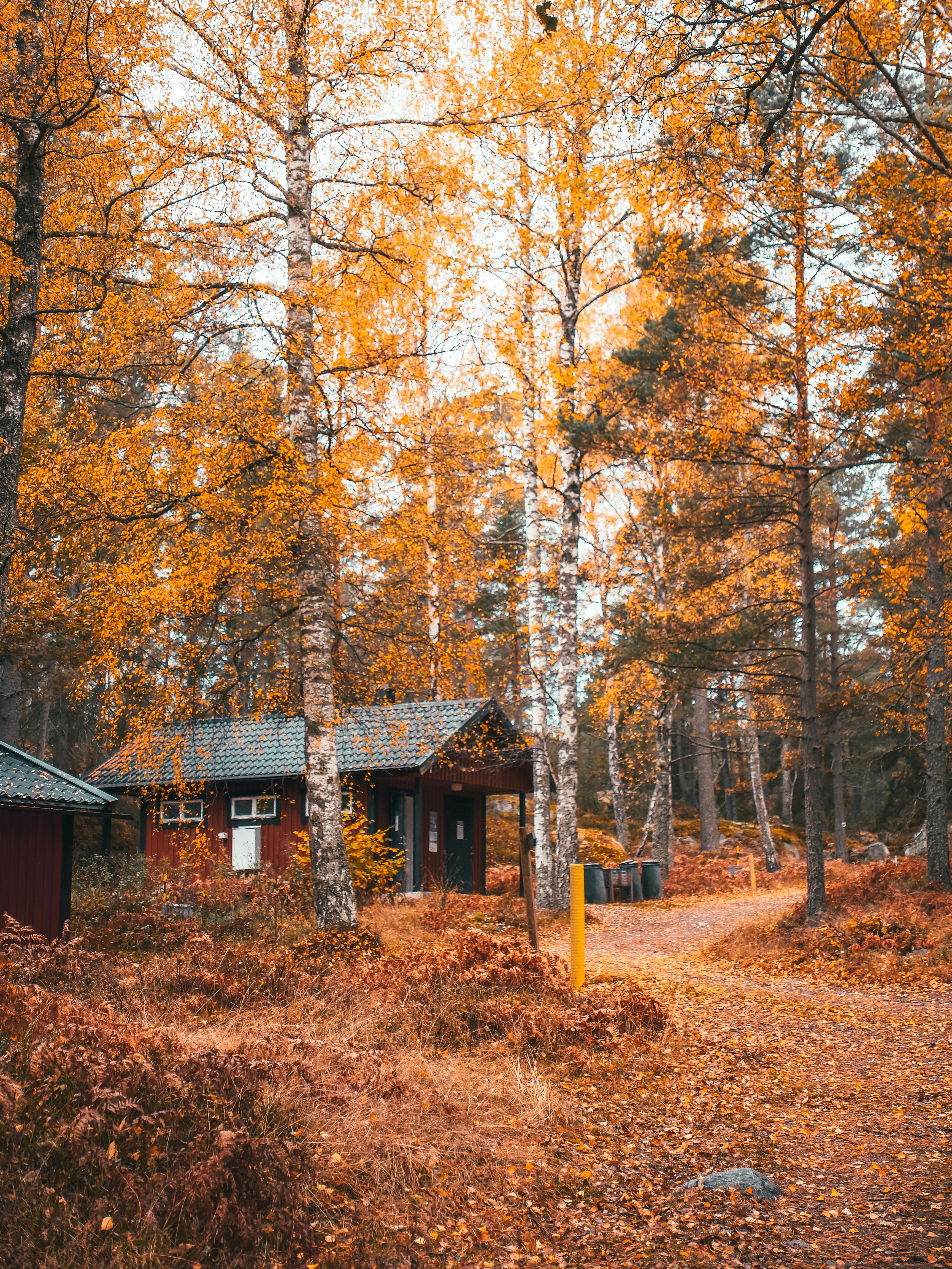 Autumn Colors of Trees in the Forest · Free Stock Photo