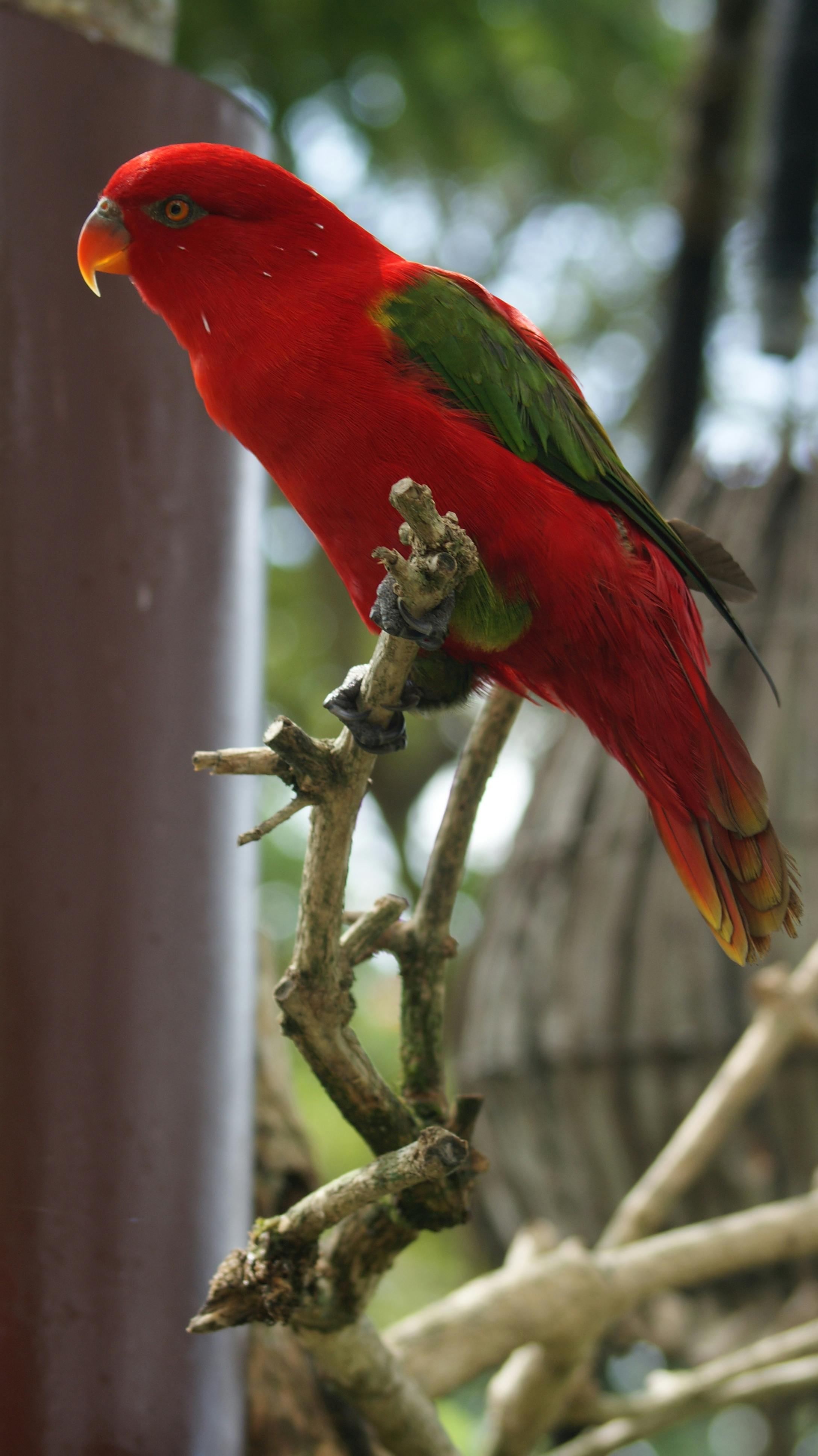 13 fotos y vídeos de Animal guardados por Rafi Ashraf