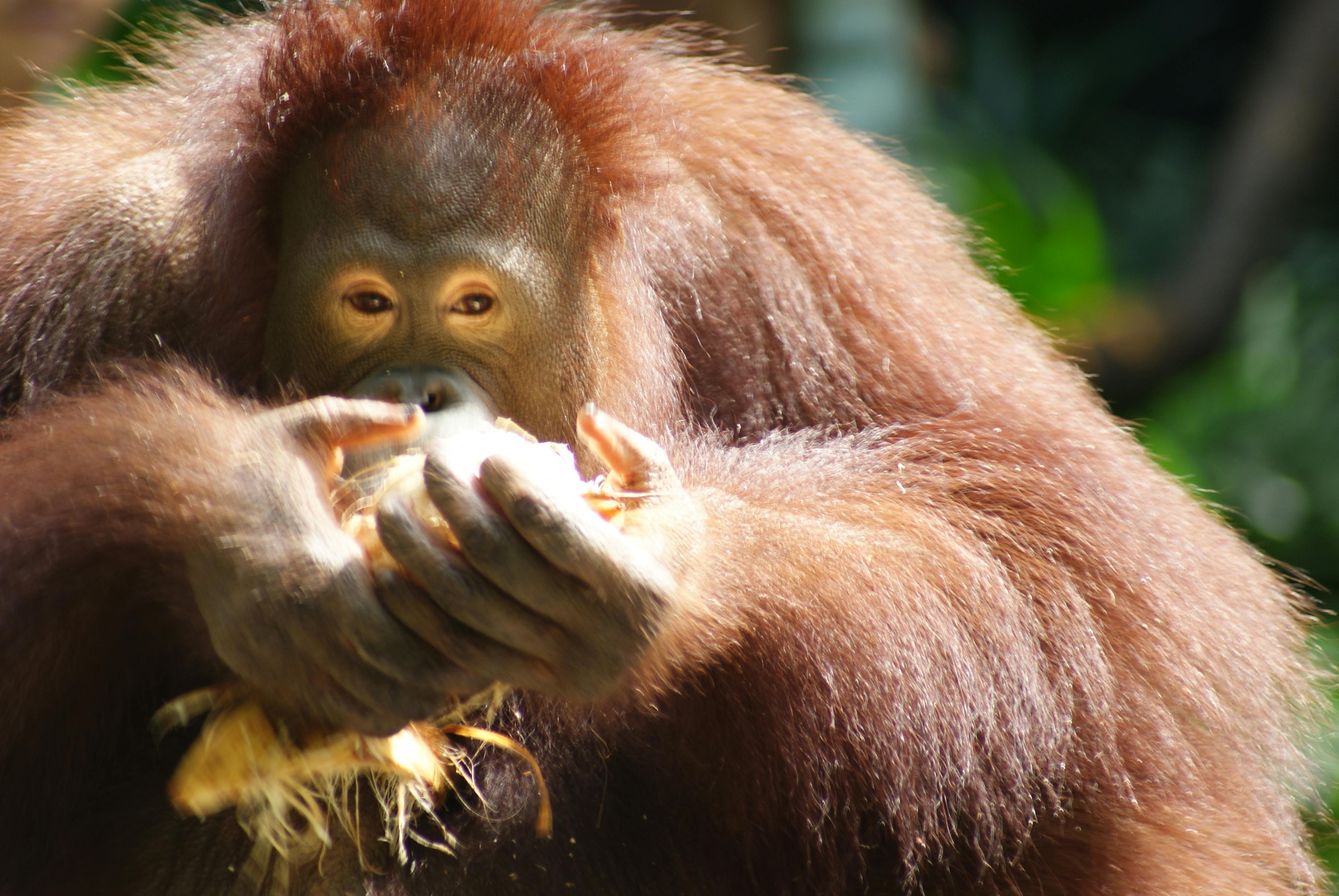 13 fotos y vídeos de Animal guardados por Rafi Ashraf