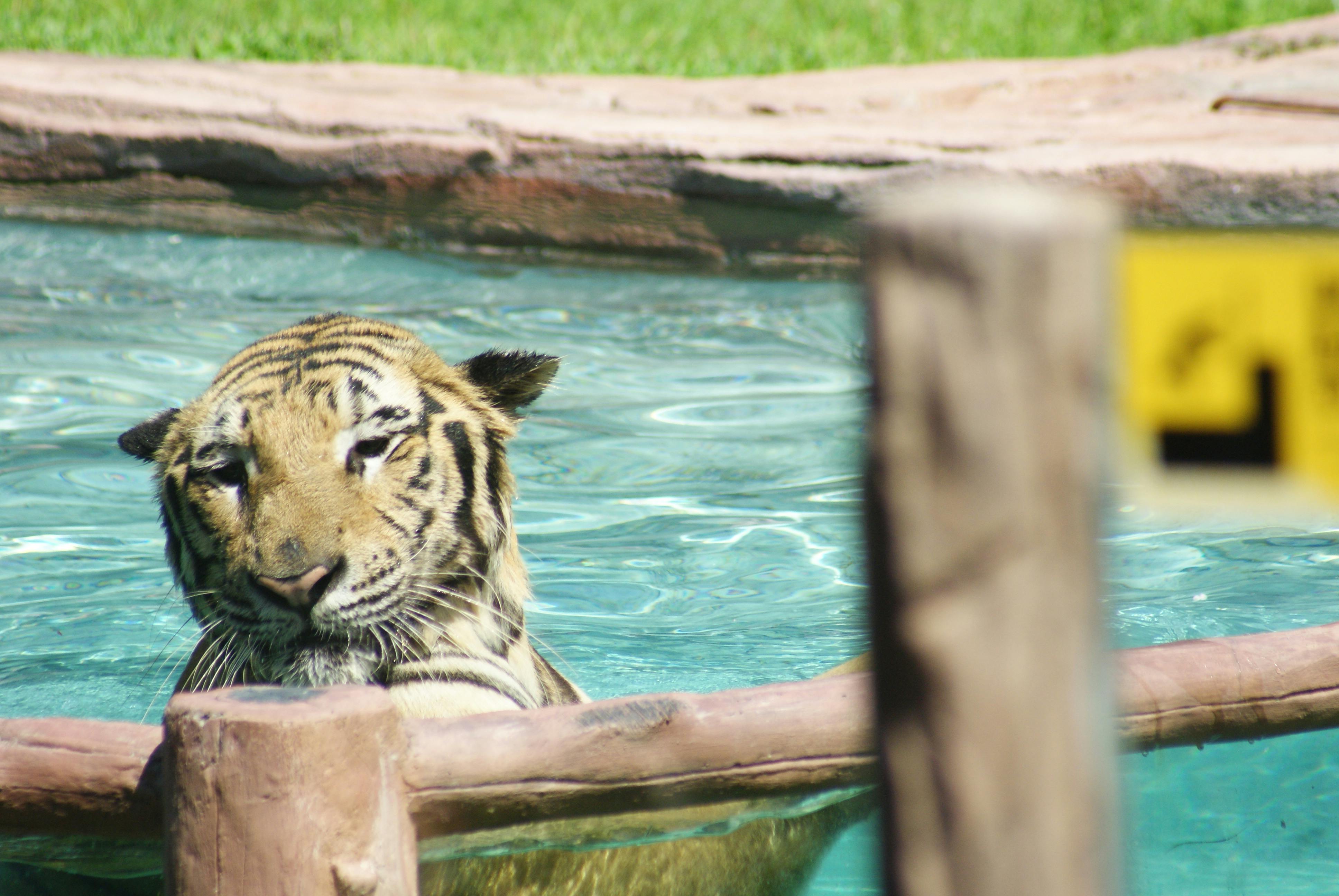 Animal 13 Photos & Videos Collected by Rafi Ashraf