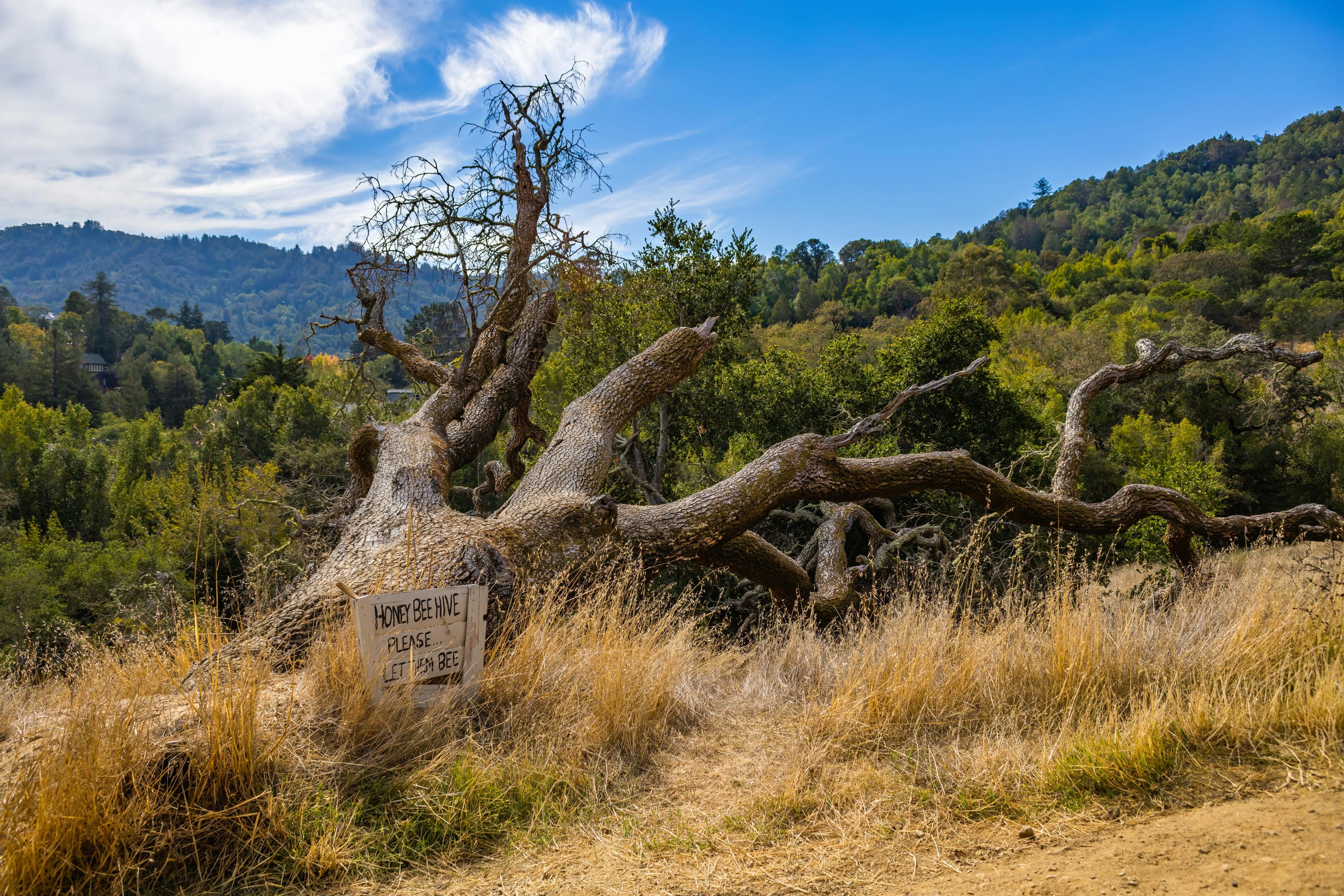 Honey Beehive in Broken Tree Trunk · Free Stock Photo