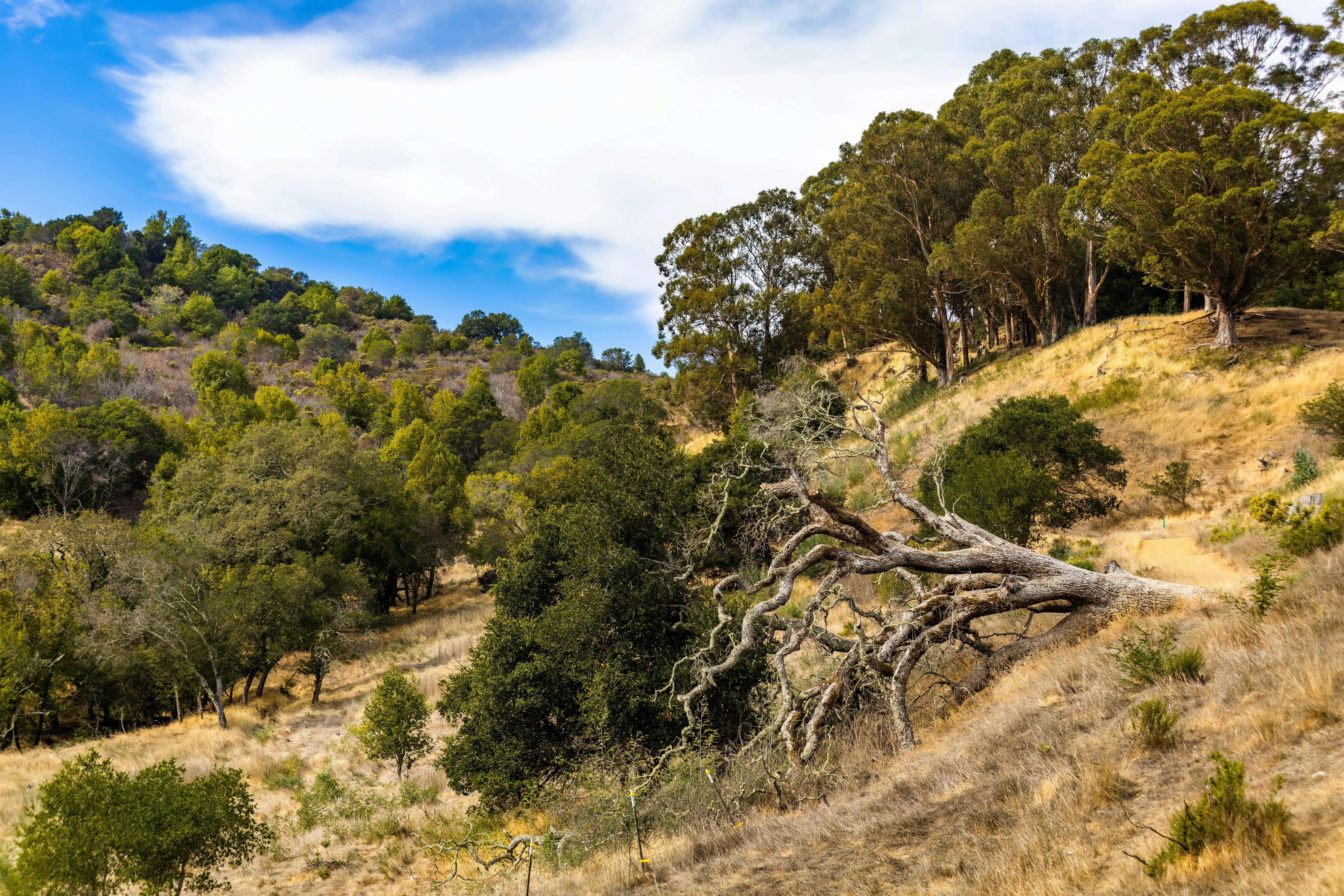 A Green Trees Under the Blue Sky and White Clouds · Free Stock Photo