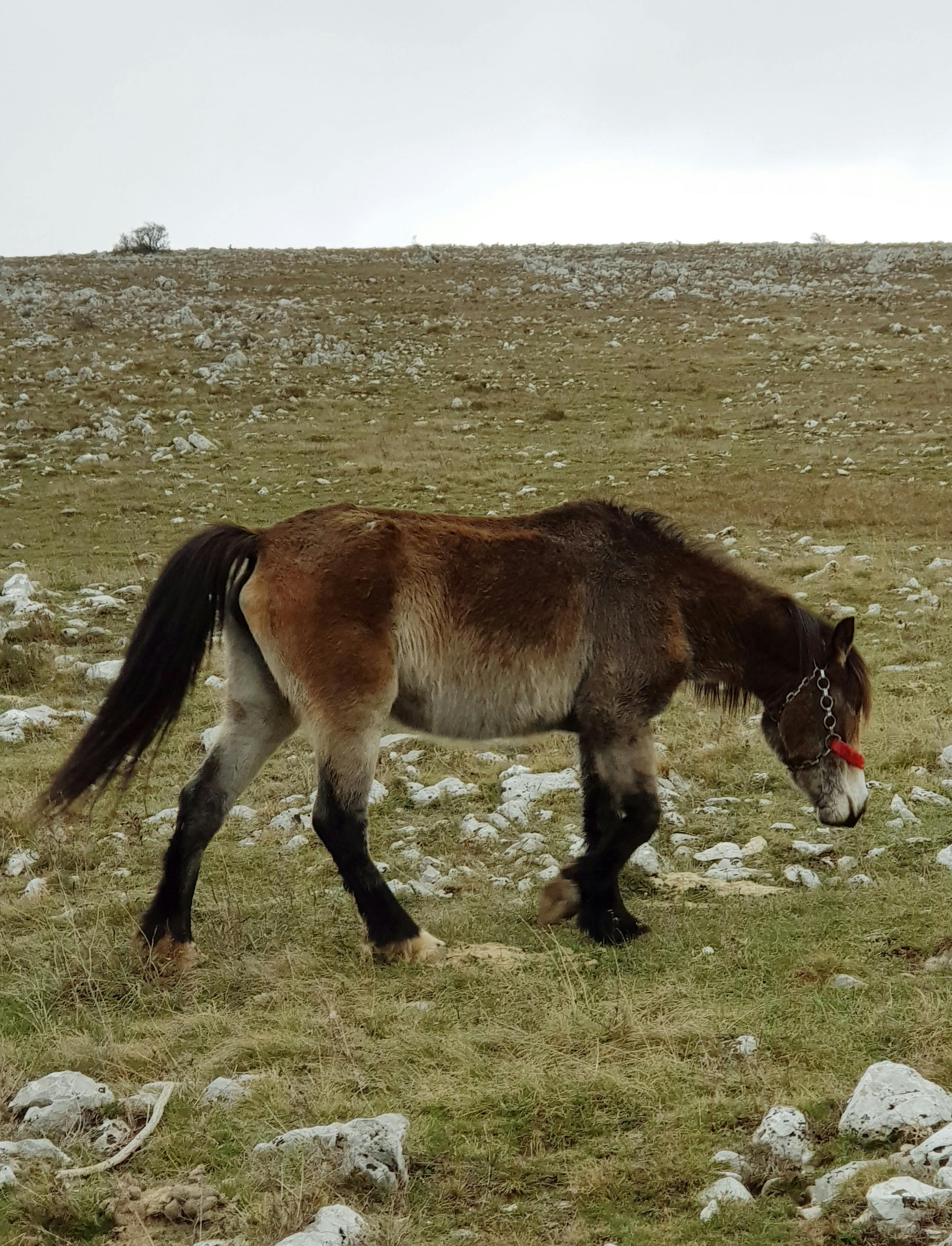 Unique Animals Photos, Download The BEST Free Unique Animals Stock ...