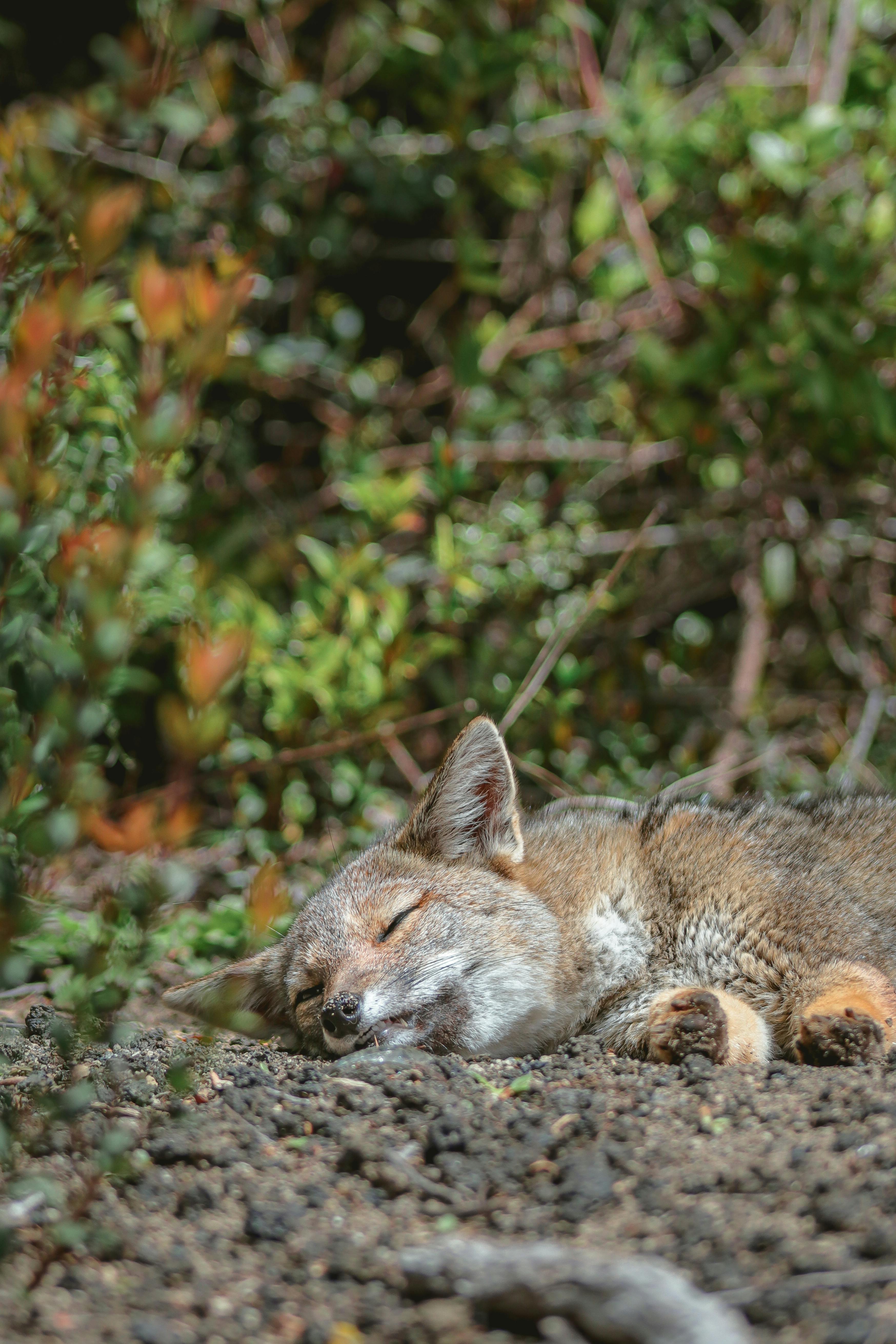 A Fox Sleeping on the Ground · Free Stock Photo