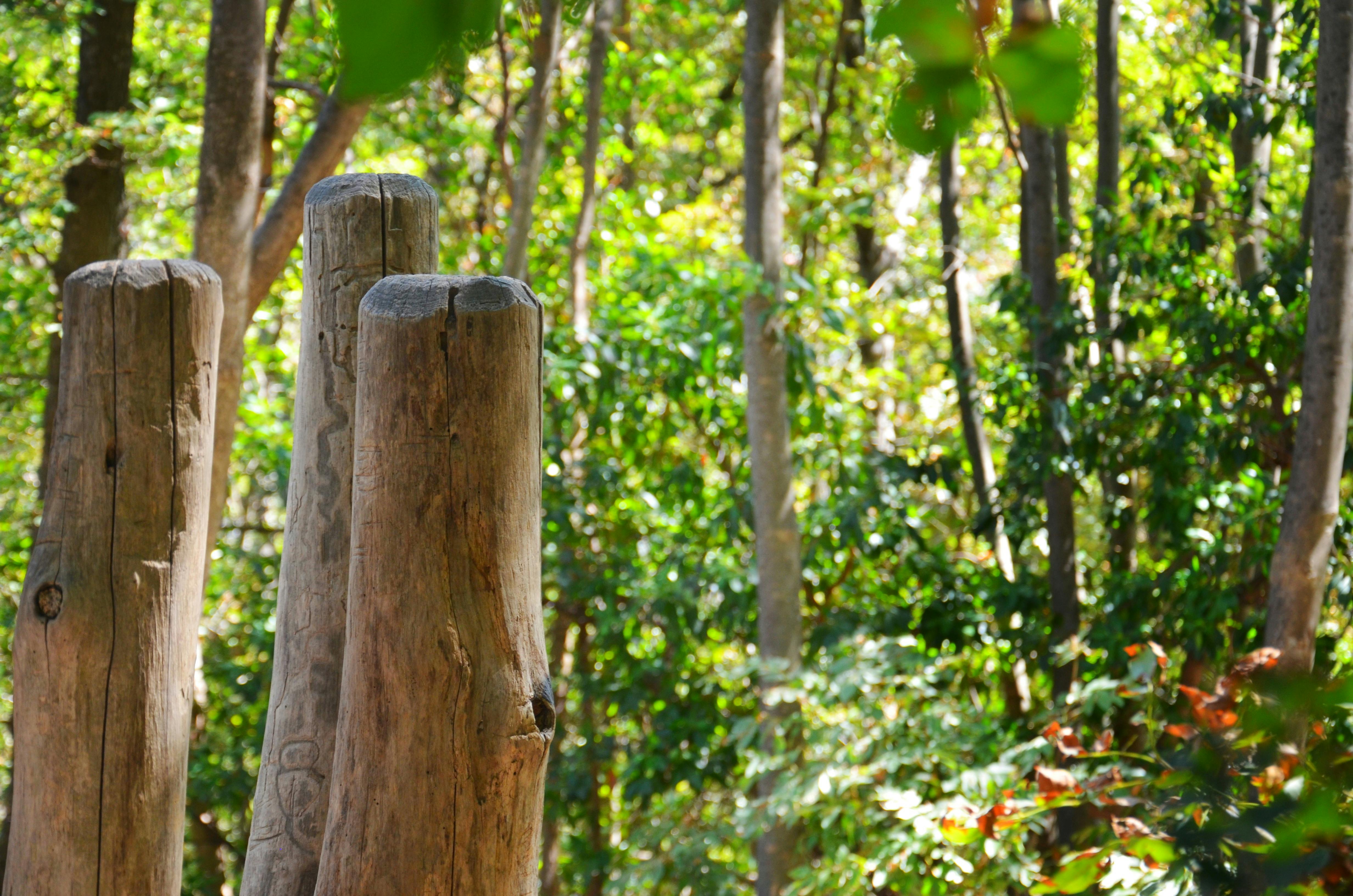 Wooden Poles in Green Forest · Free Stock Photo
