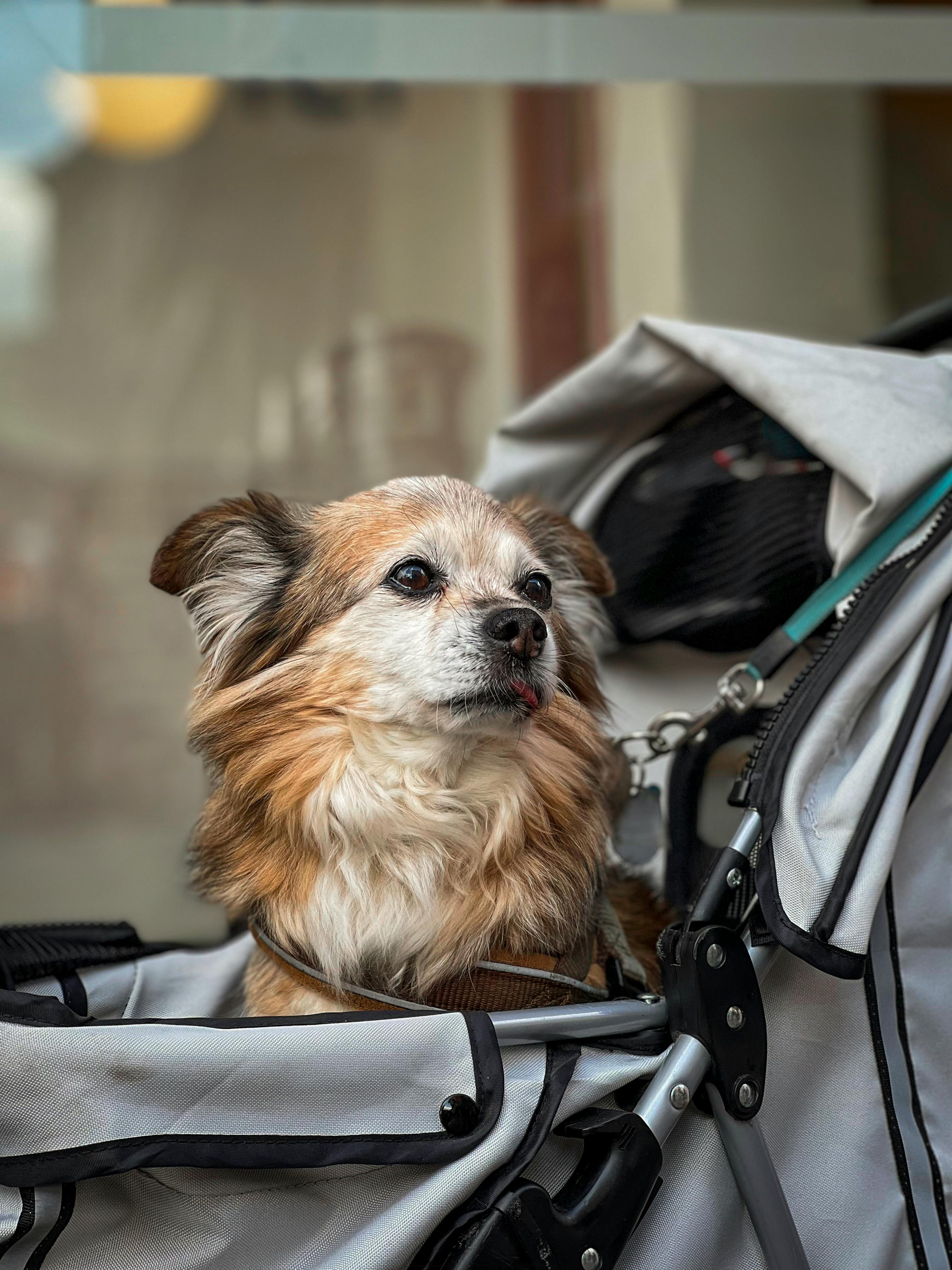 A Dog on a Chair · Free Stock Photo