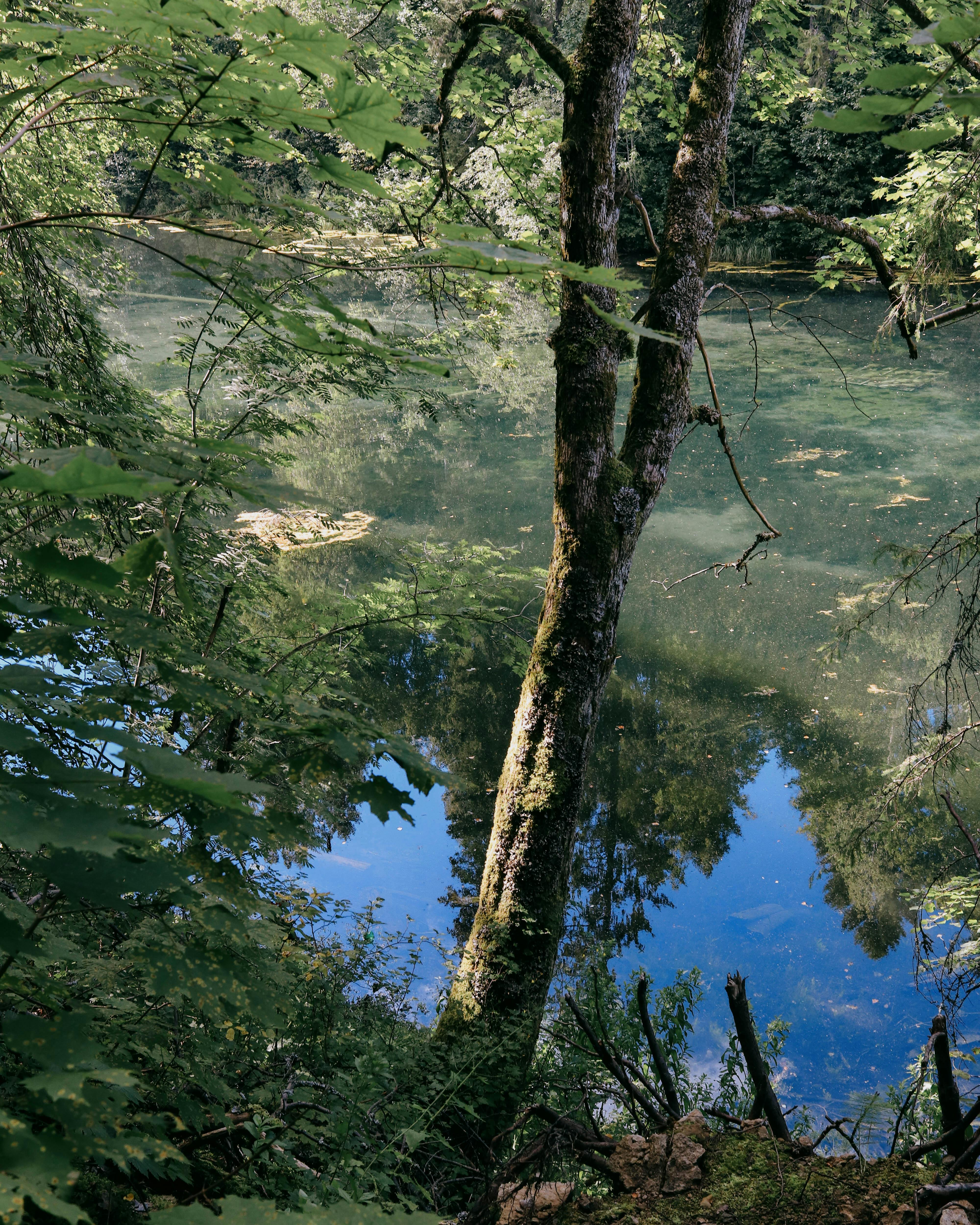 Green Trees Near Body of Water · Free Stock Photo