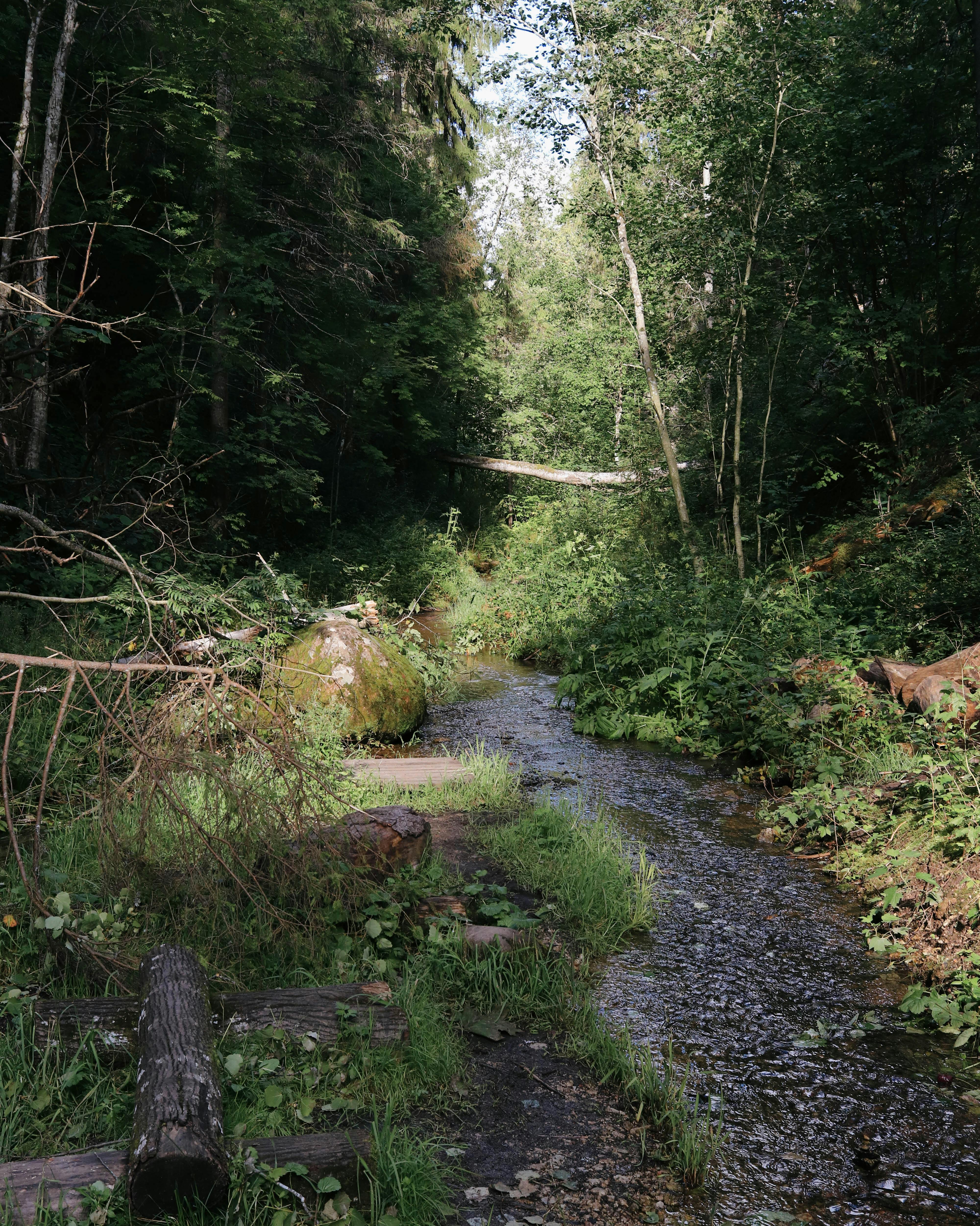 Photo of Trees near a River · Free Stock Photo