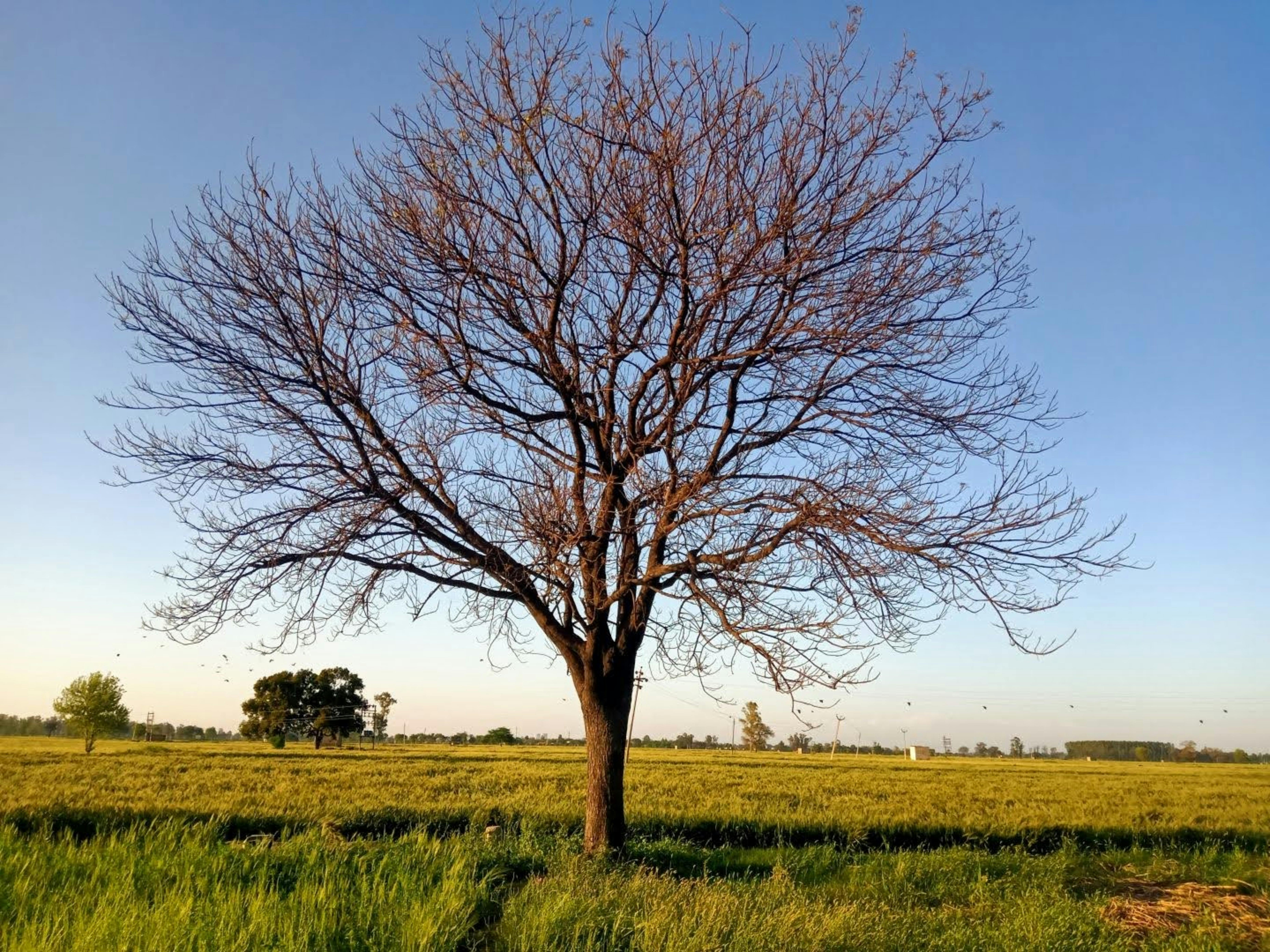 Green Leafed Tree · Free Stock Photo