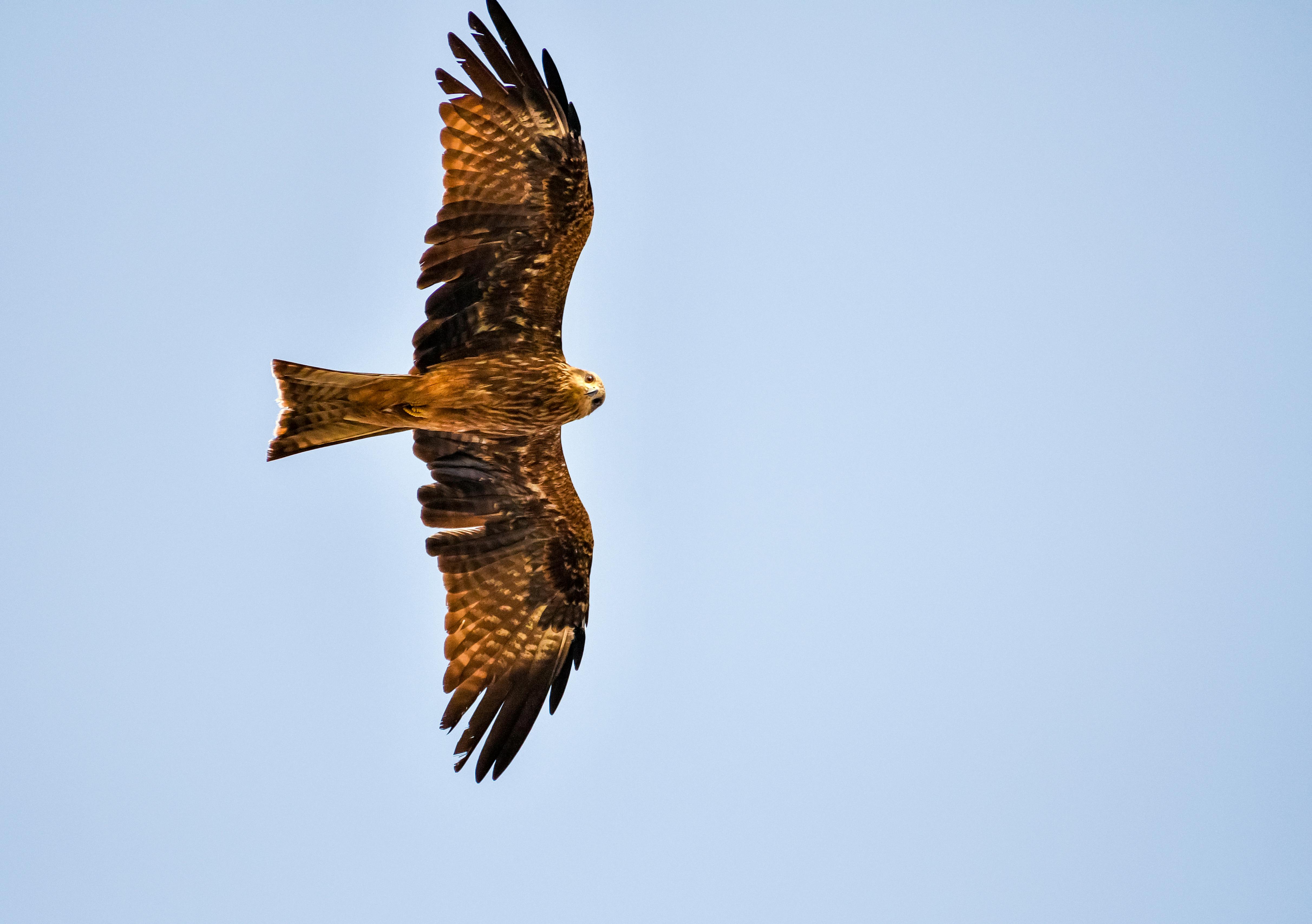Photo of a Red Kite Bird Flying in the Sky · Free Stock Photo