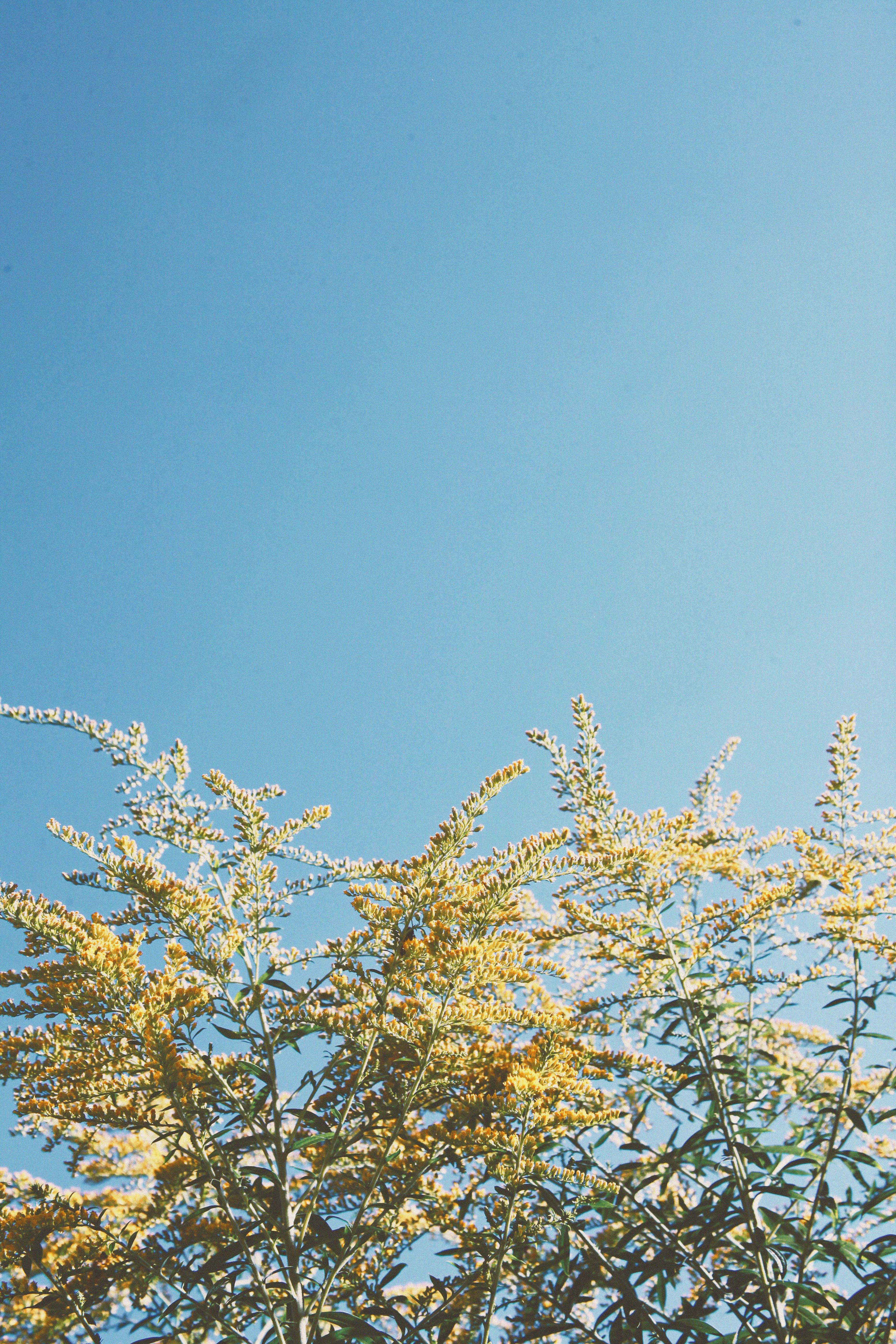 Tangled Branches of Shrub · Free Stock Photo