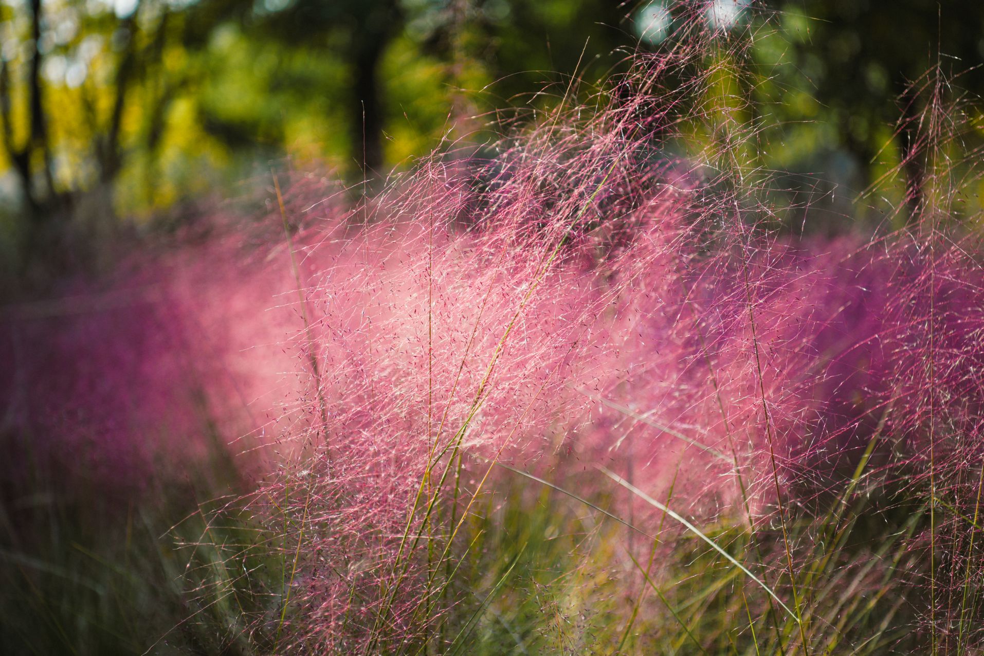 How to Cutting Back Muhly Grass for Best Results in 2024