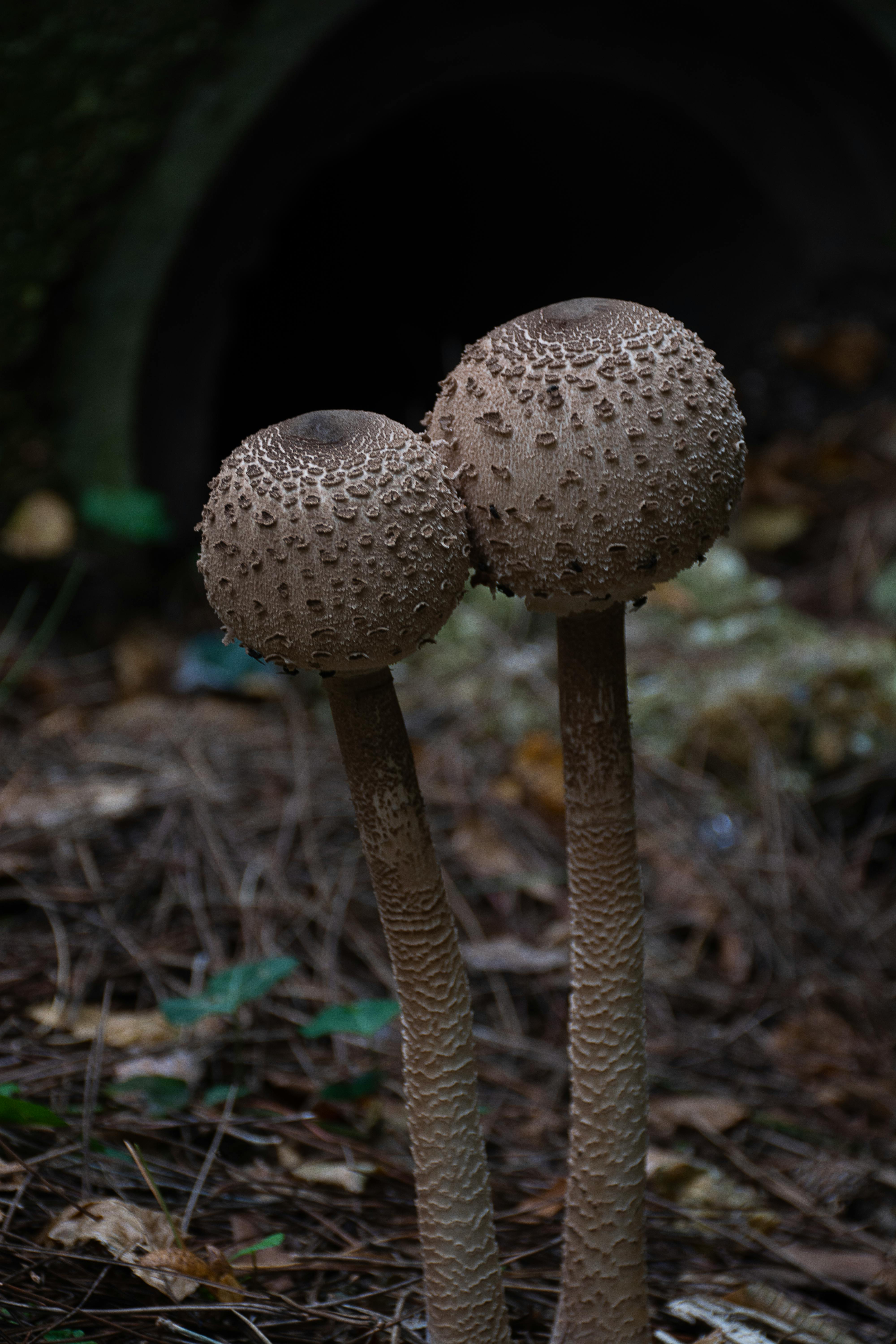 Ozden Ozpehlivan - Photographie