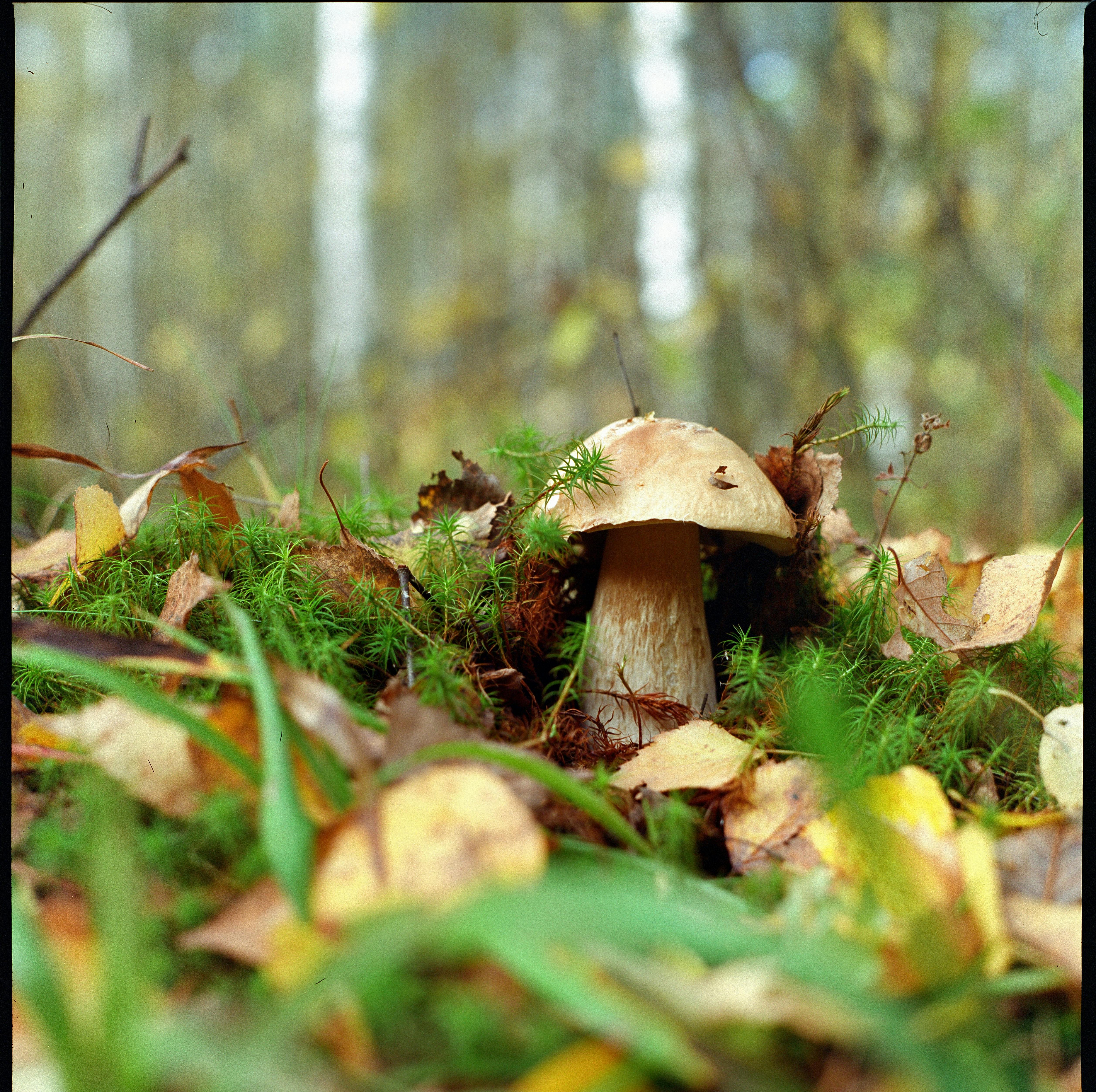 Brown Mushroom on Brown Dried Leaves · Free Stock Photo