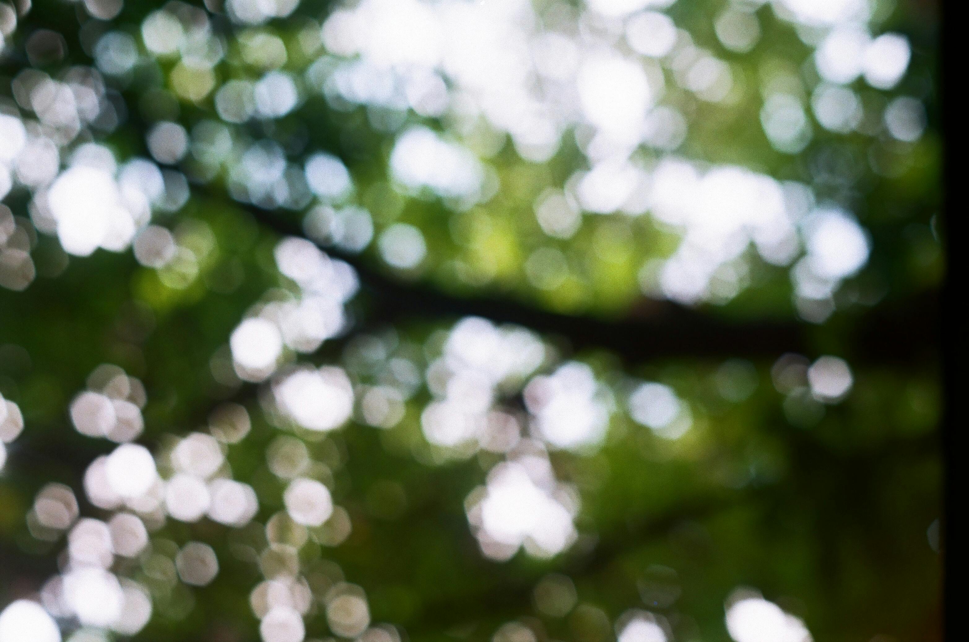 Unfocused Photography