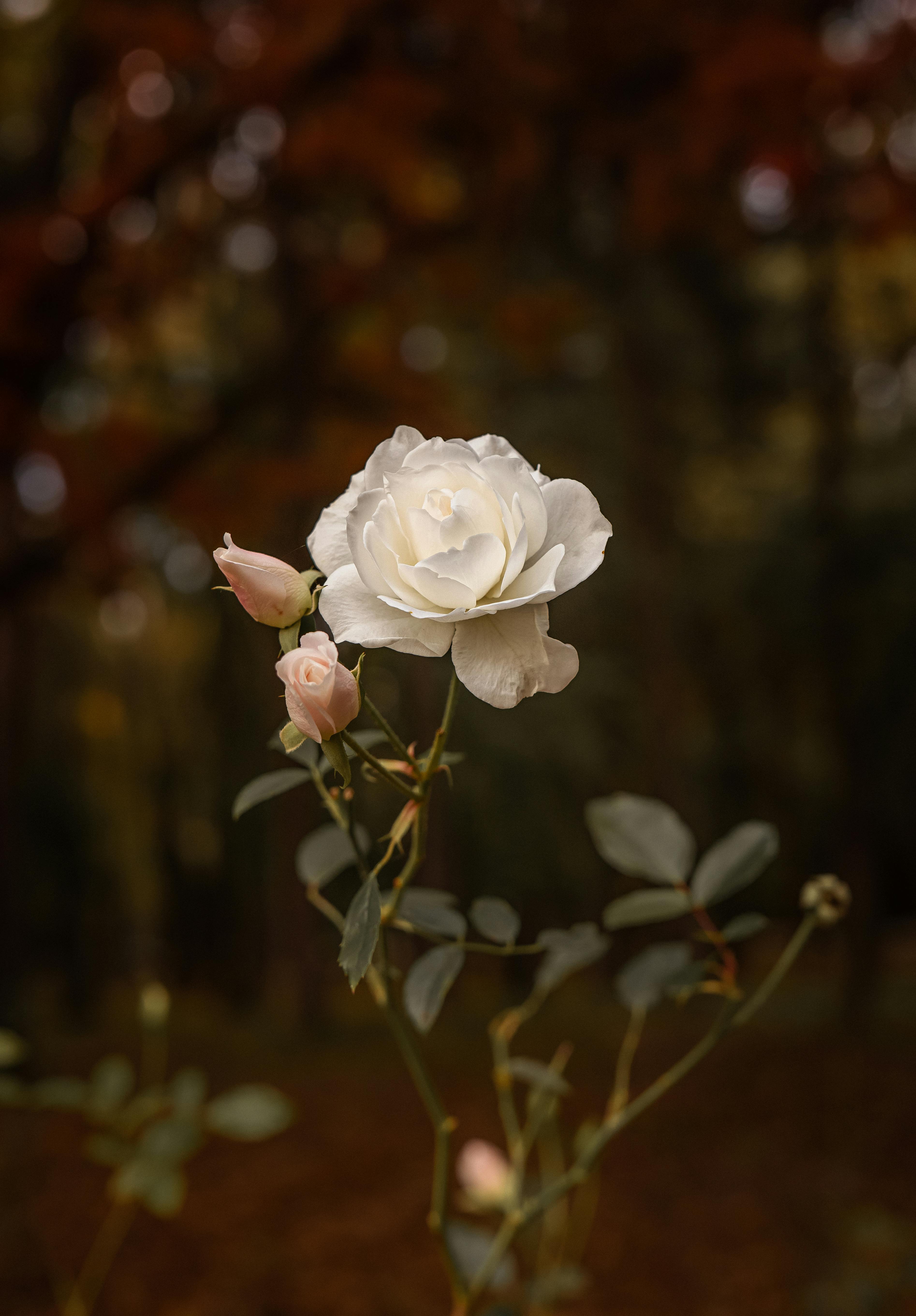 White Rose Images Wallpaper - Infoupdate.org