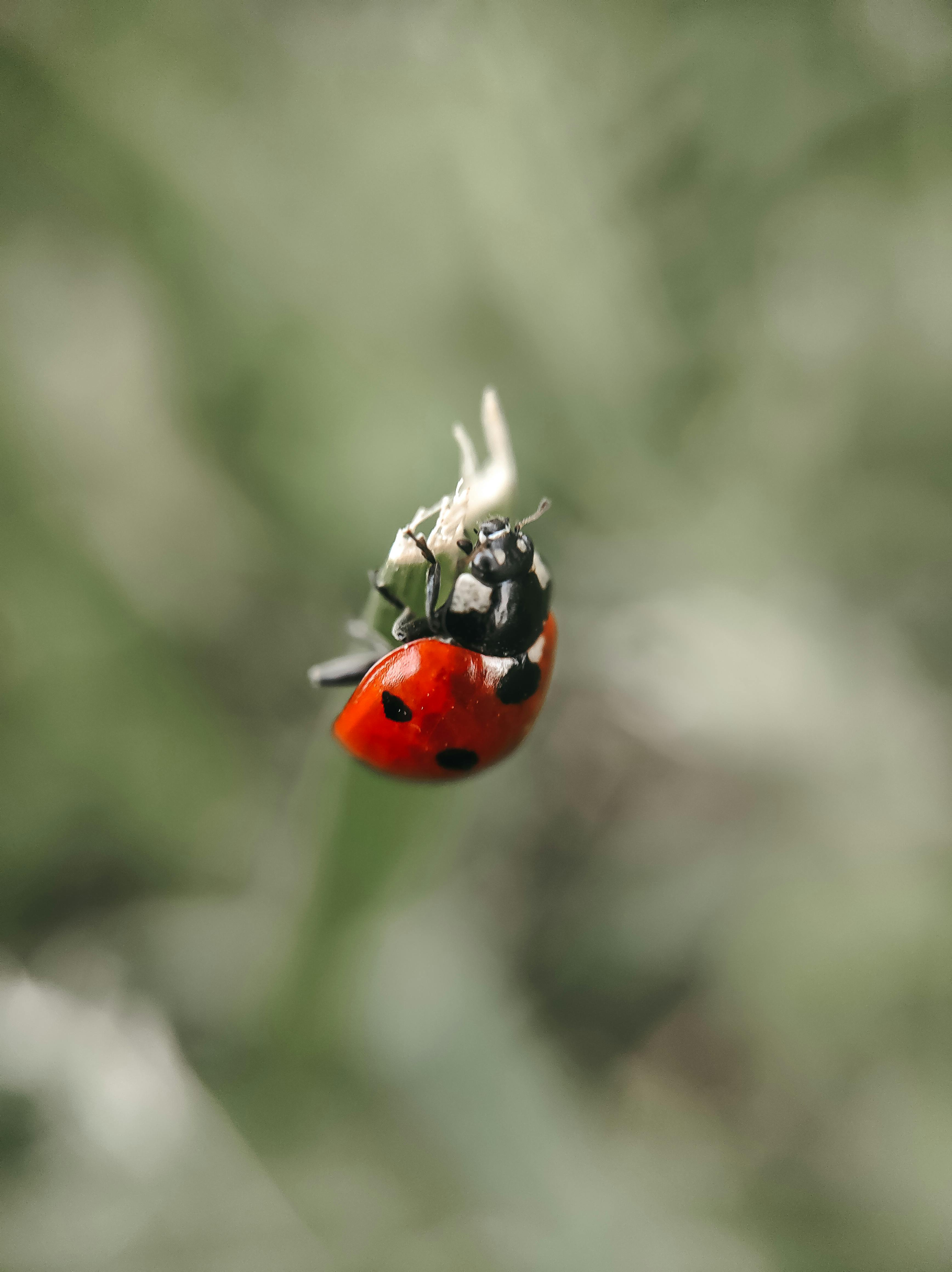 A Spotless Ladybird on a Branch · Free Stock Photo