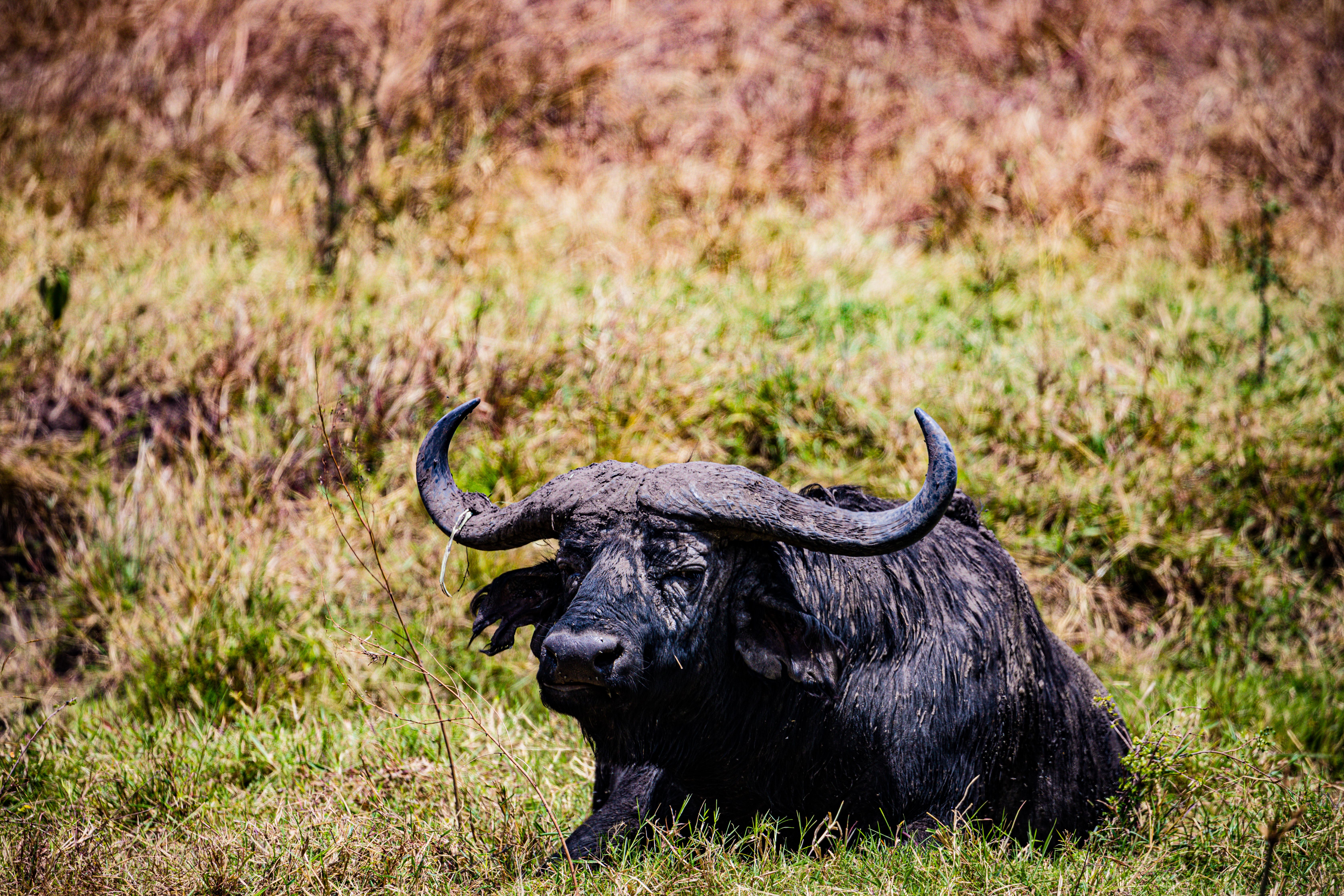 Brown Cattle · Free Stock Photo